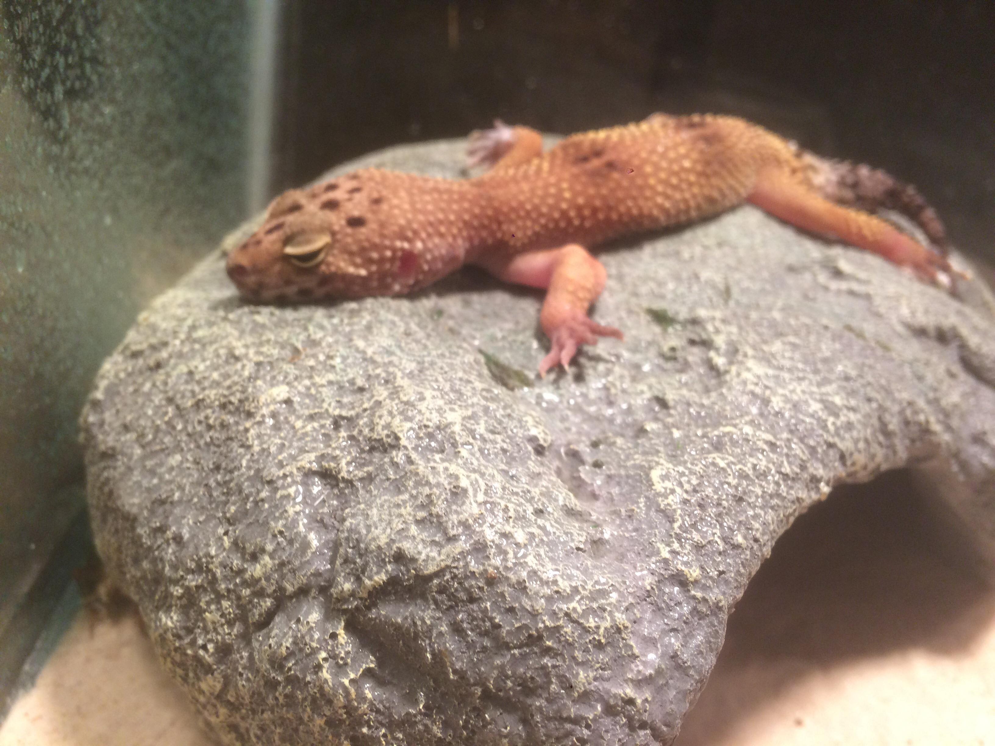 Gecko Swollen Leg, Not Moving/Eating? Find Out What's Wrong | Petco