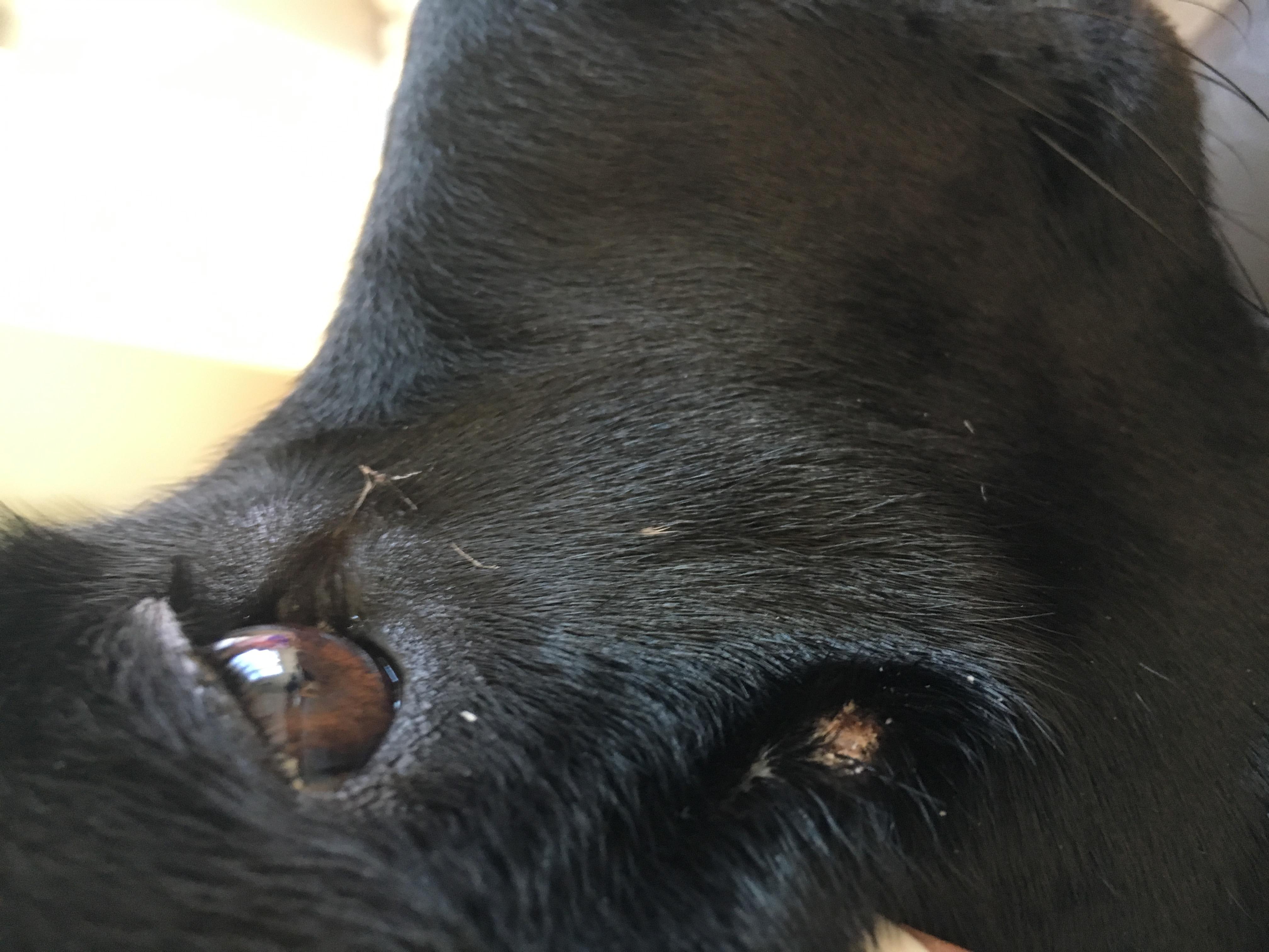 My Labrador's Red Lump on Face Turned White? What Is It? | Petco