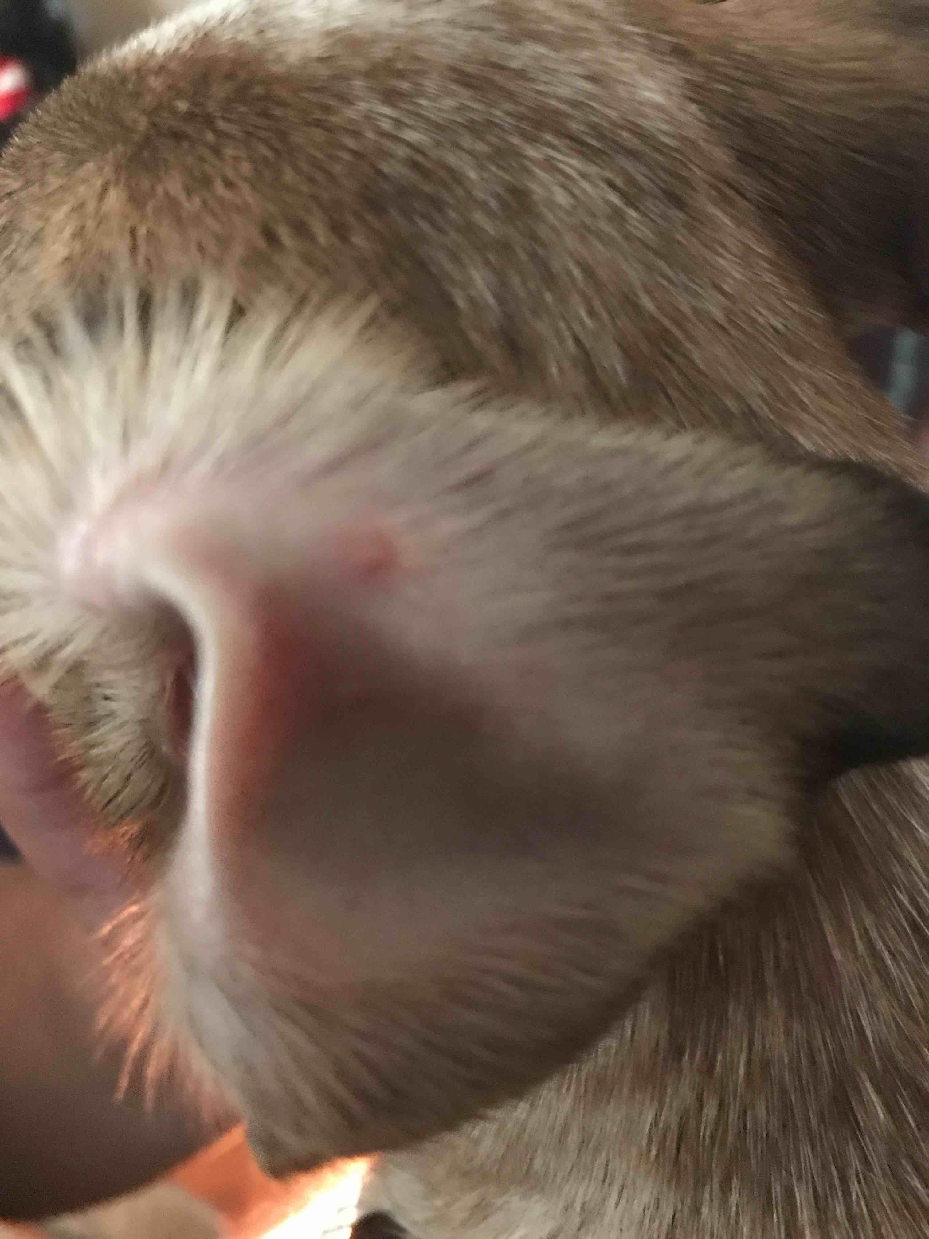 My dog has painful, bloody pimples on ears/neck. What is it? | Petco