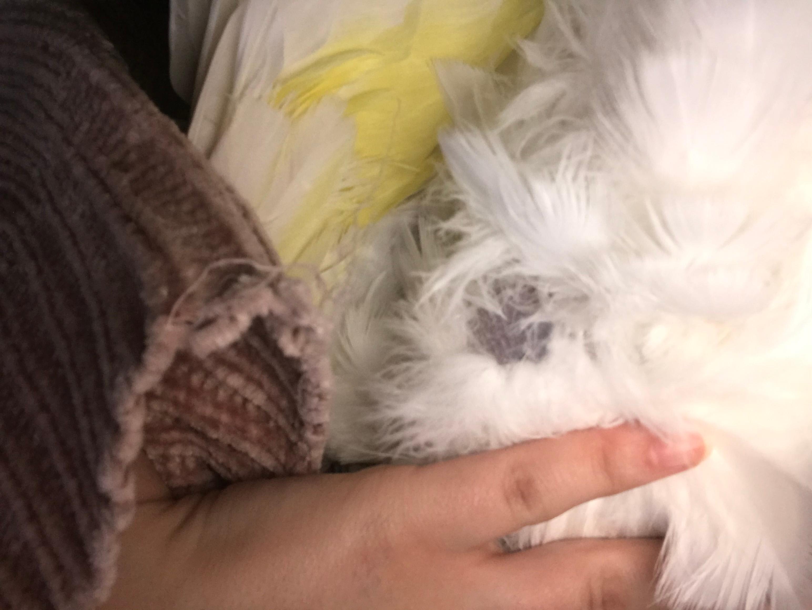 Cockatoo Has a Soft, Painless Lump Under Wing? Is It Normal? | Petco