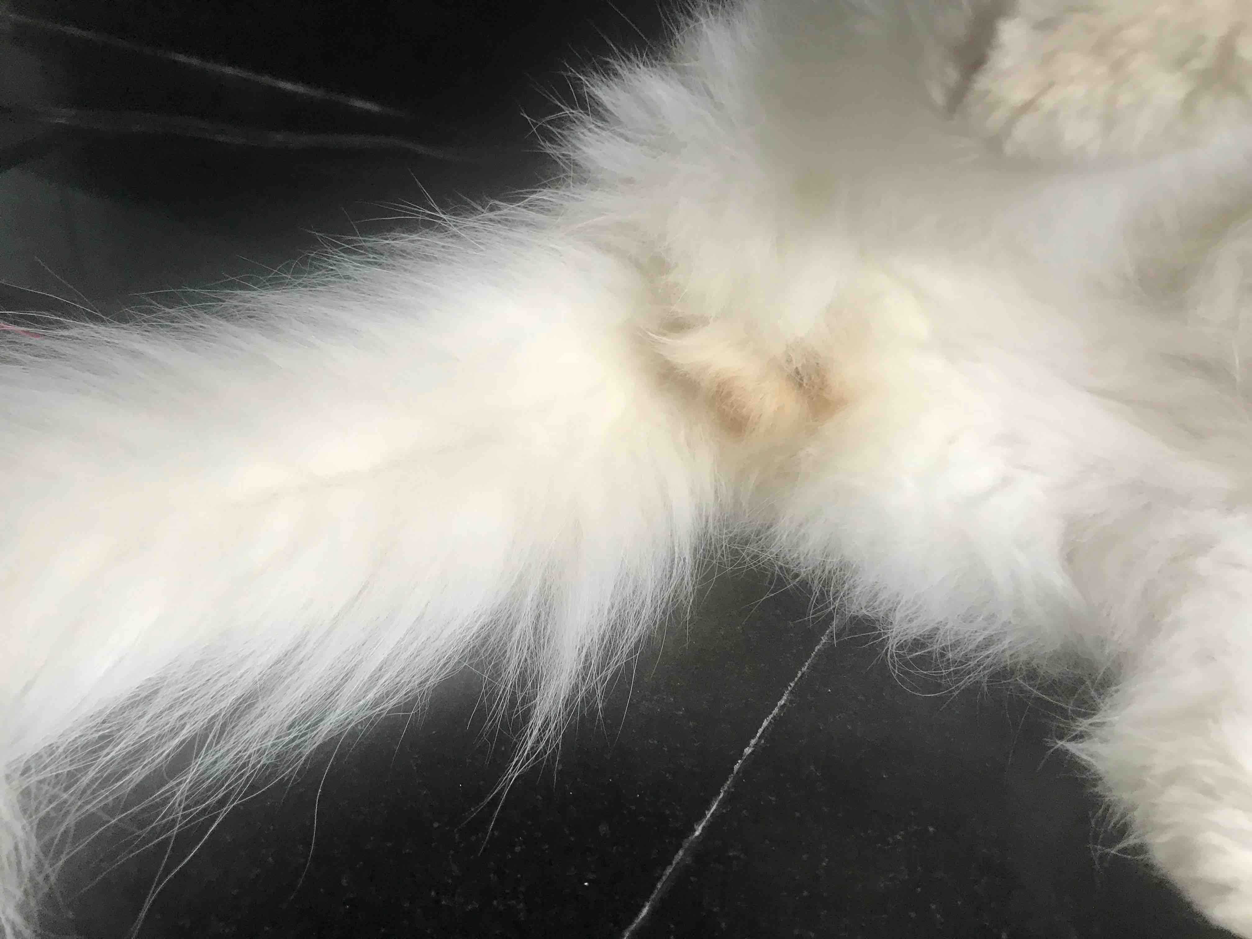 Why are my cat's testicles yellow & dirty? Should I be concerned? | Petco