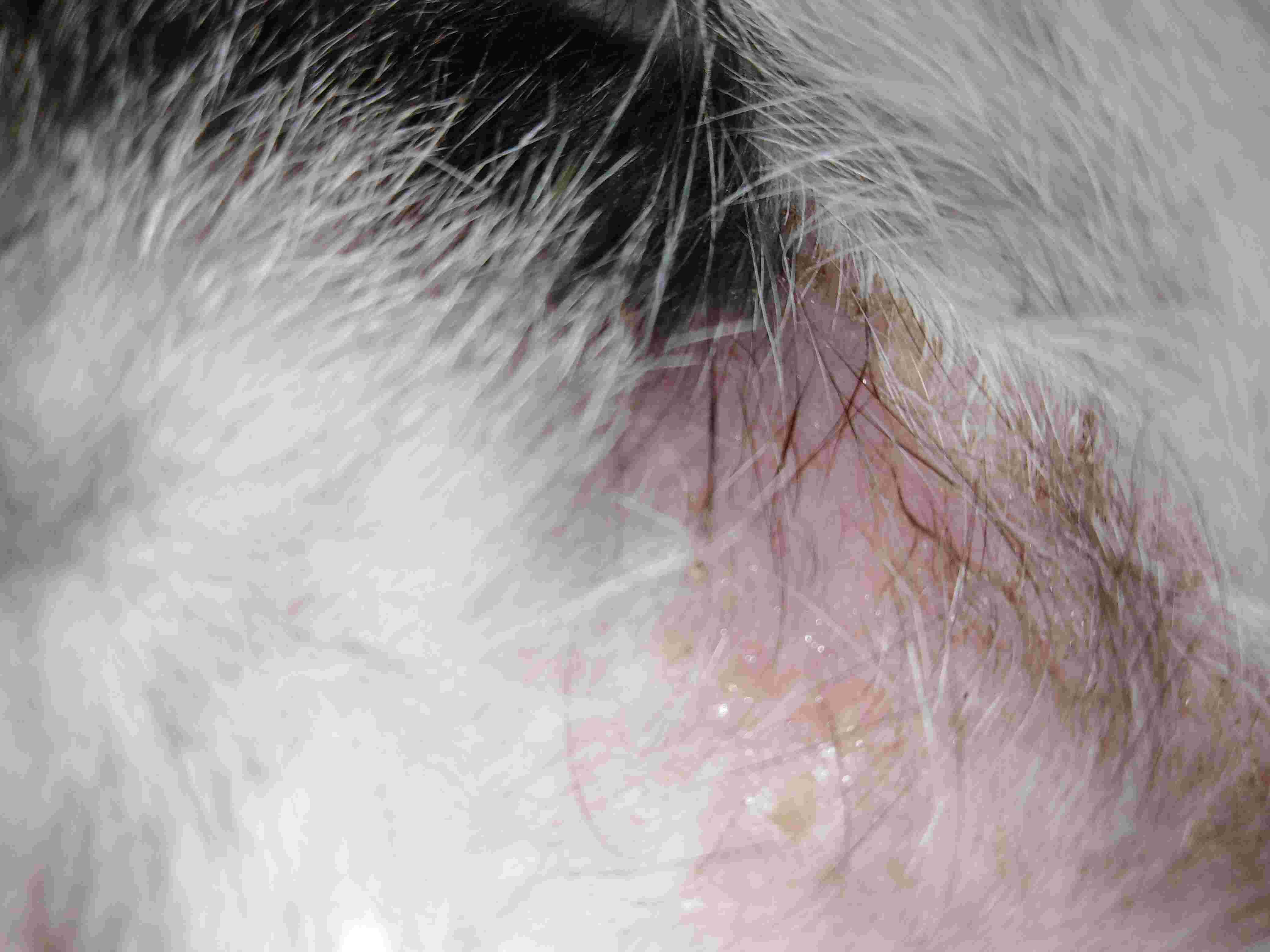 Cat Licking Red, Bumpy Bare Patch? When to See a Vet | Petco