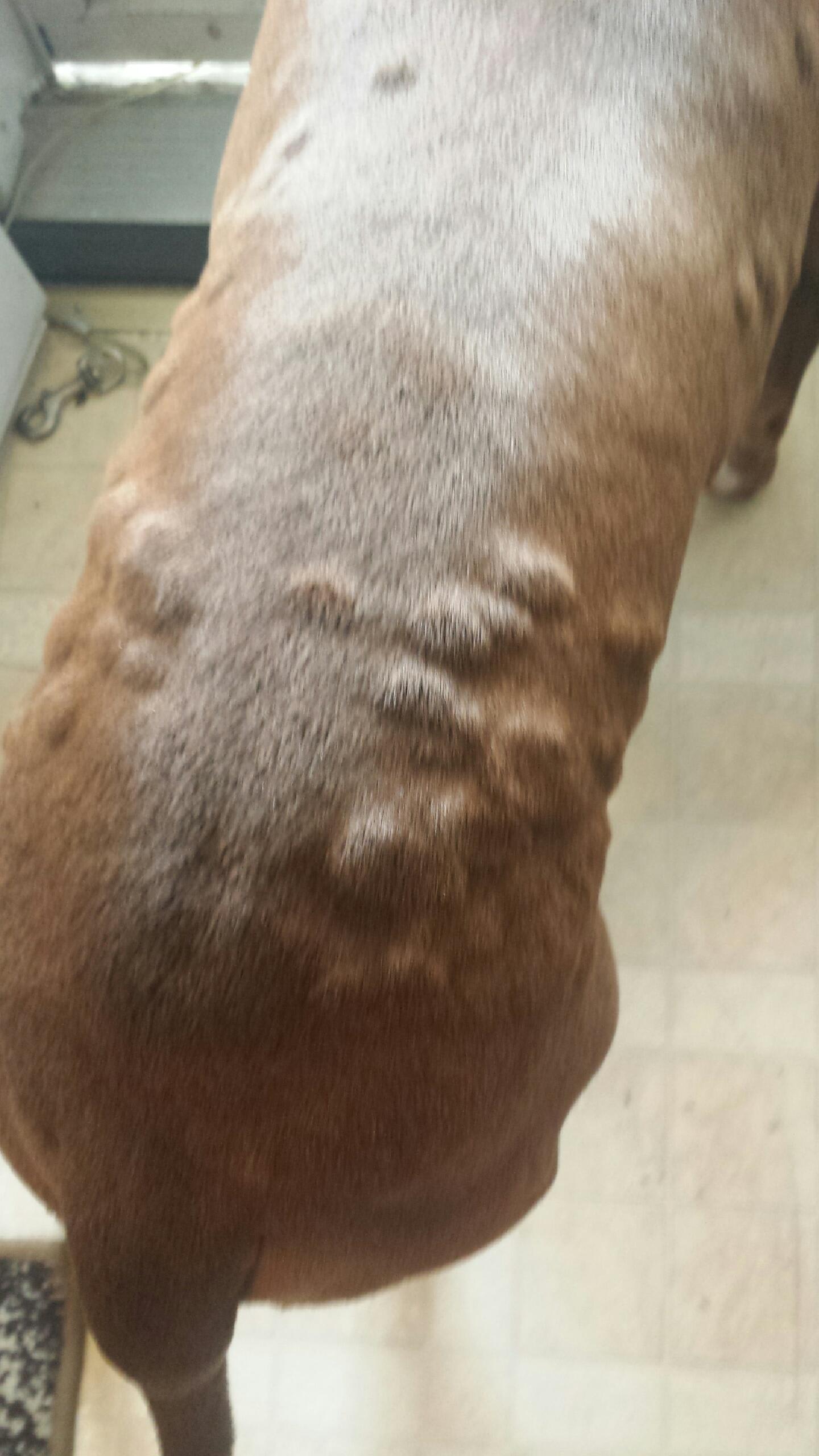 Identify Bumps on Your Pitbull's Back: Allergies or Bites? | Petco