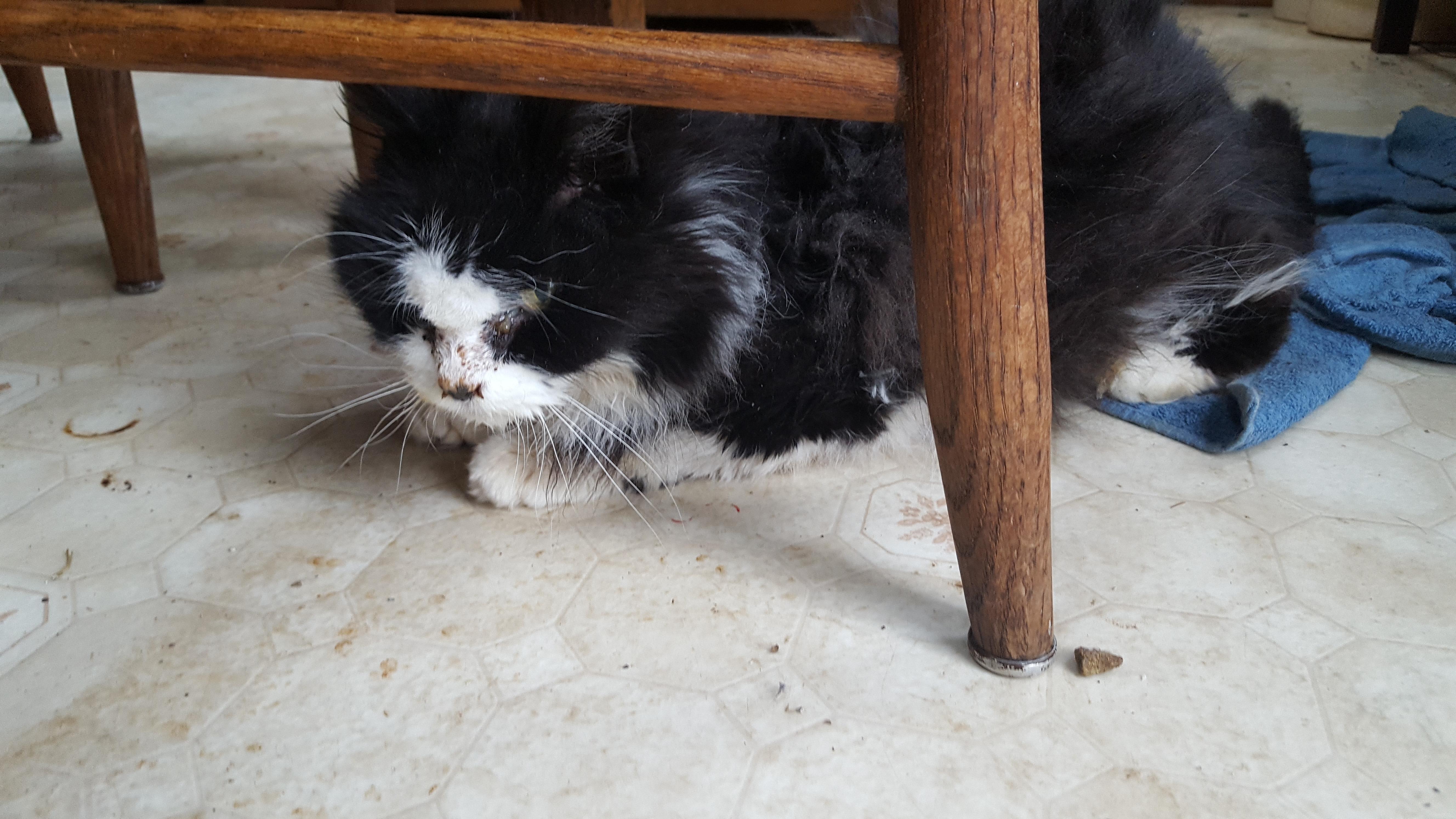 My Old Cat is Peeing & Pooping Everywhere, Lying in It. Get Help! | Petco