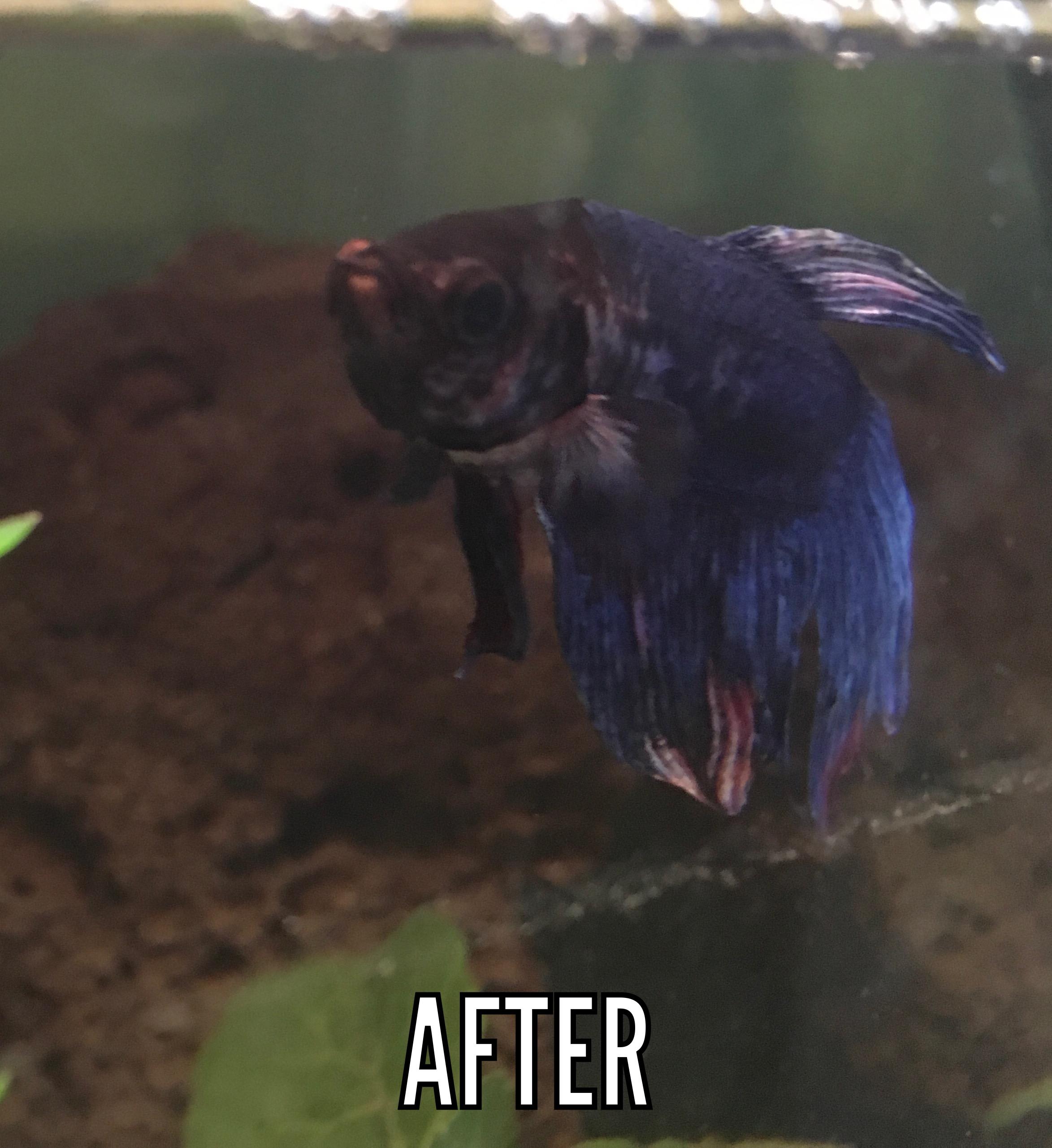 My Betta Fish is Losing Color: Is He Sick or Getting Old? | Petco