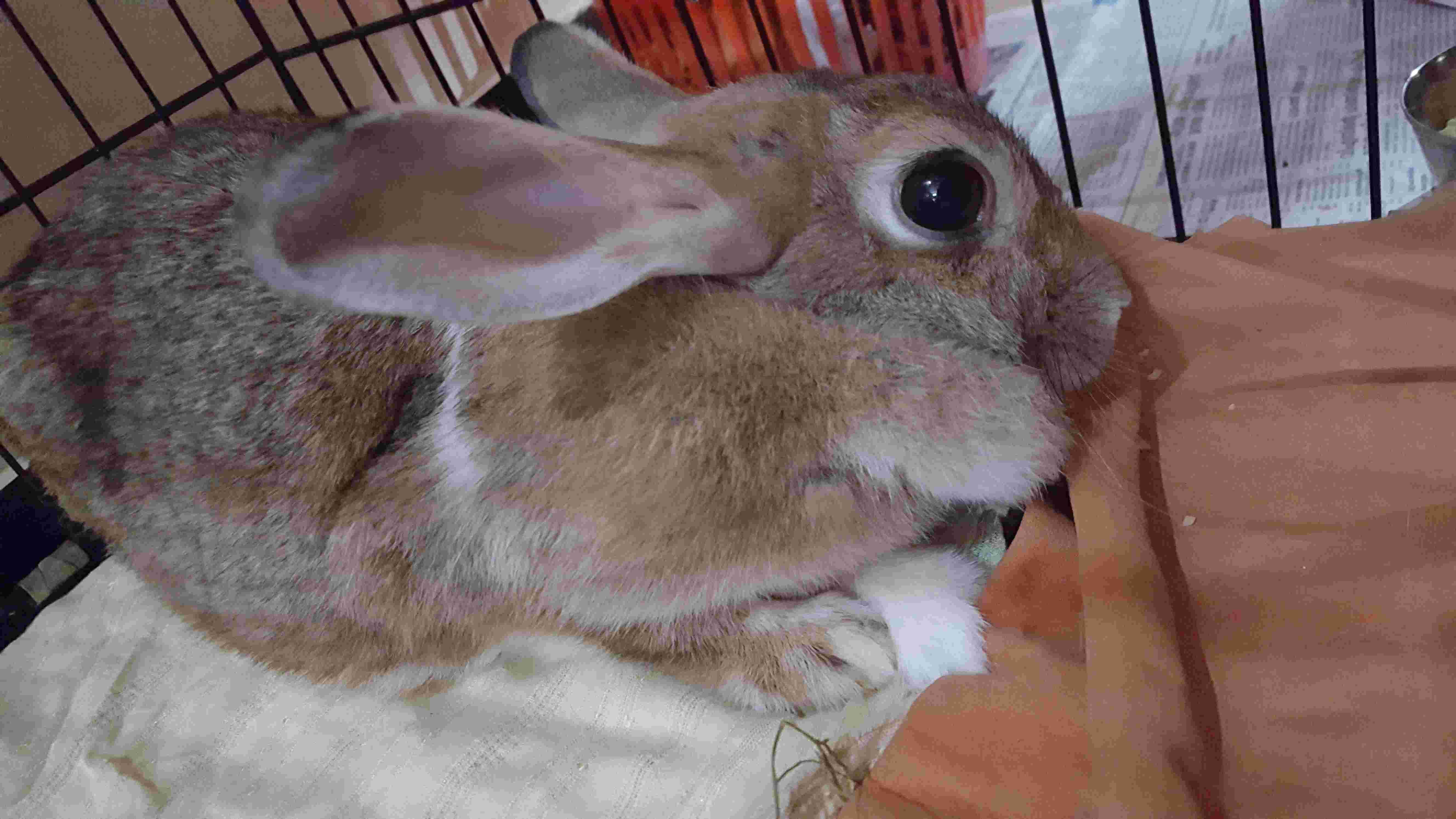 My Rabbits Are Dying: Not Eating, Hunched, Wobbly, Orange Urine | Petco