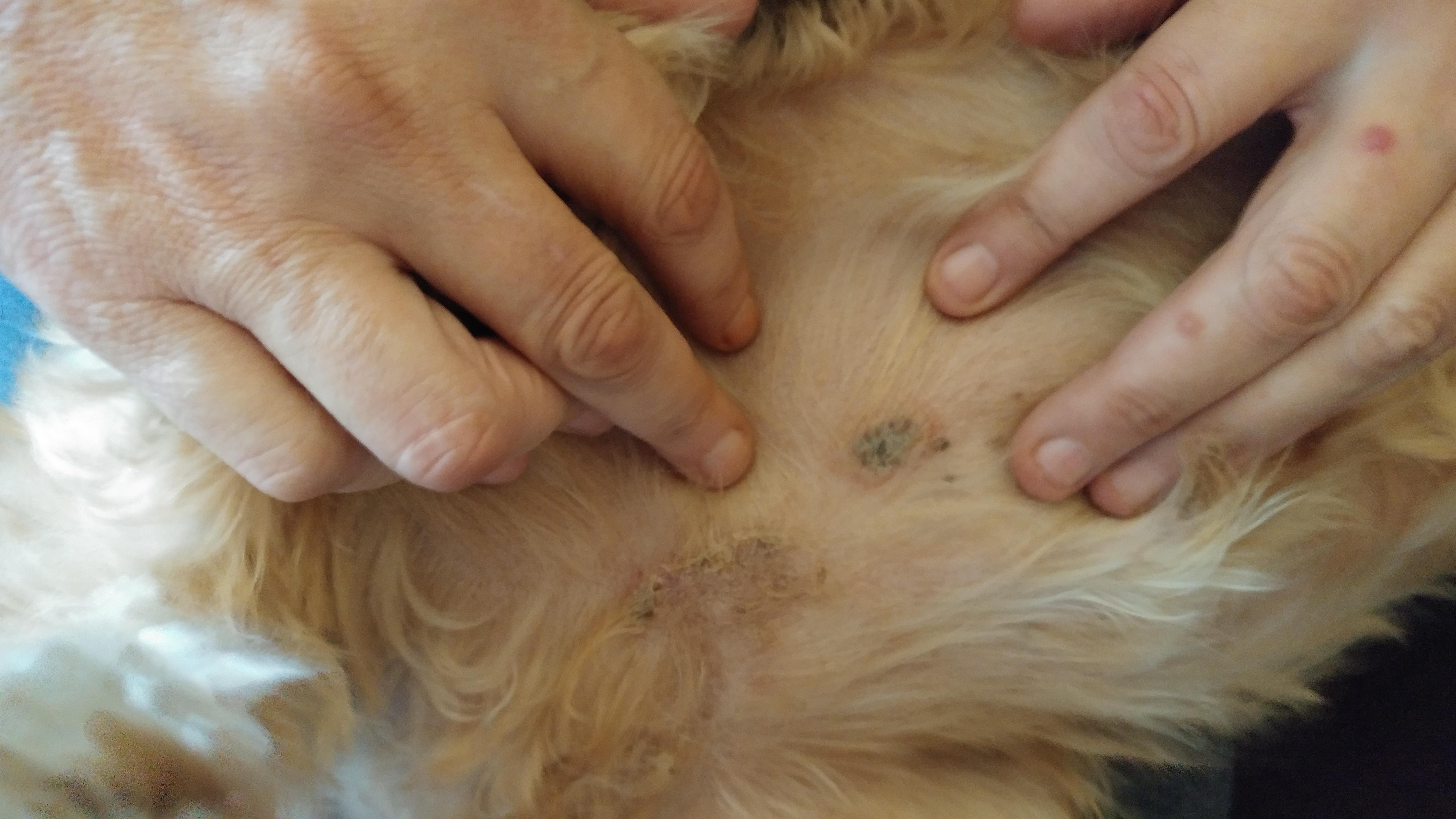 Dog Skin Spots: What Are They & How to Get Rid of Them? | Petco
