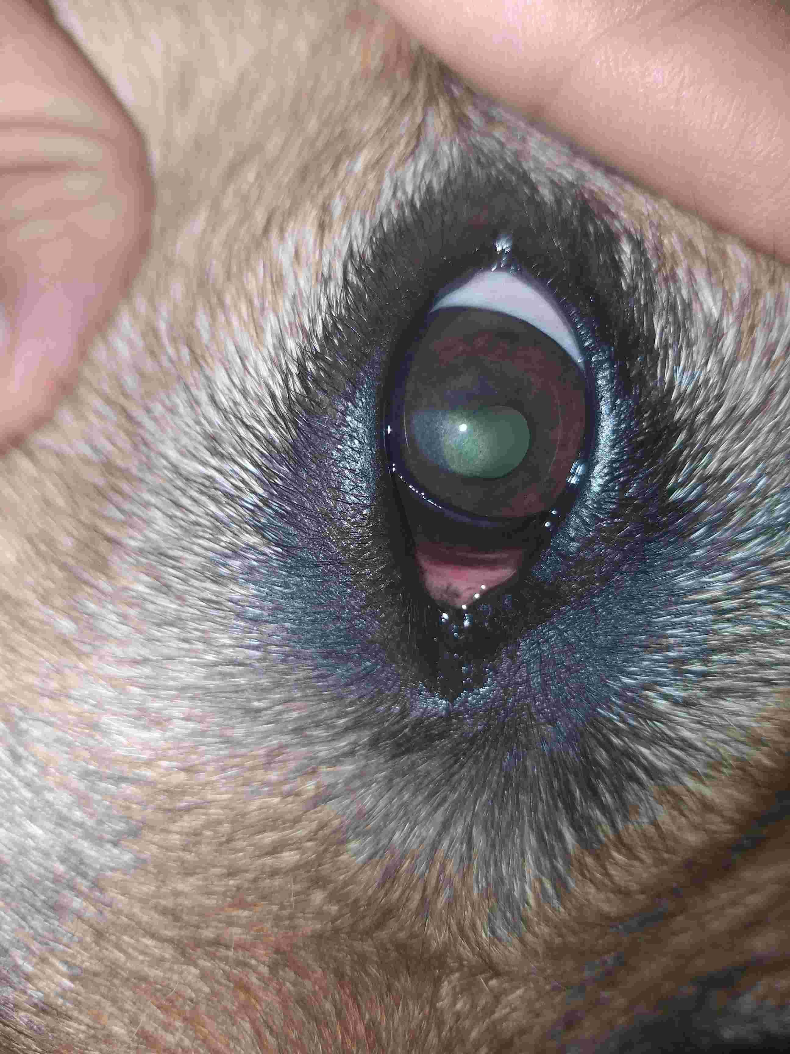 Dog Dry Eye Scarring: Will It Affect Vision or Cause Blindness? | Petco