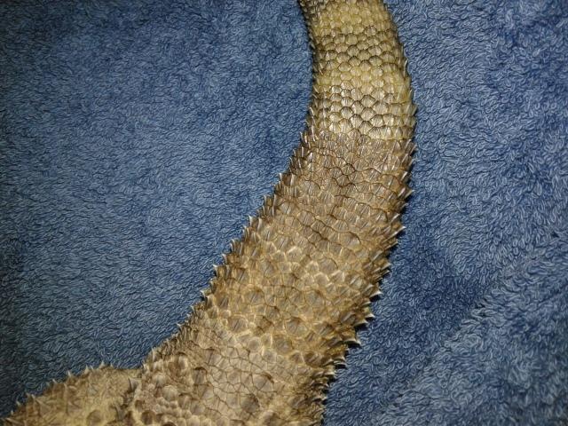 How to Tell: Stuck Shed or Fungal Infection on Your Dragon's Tail? | Petco