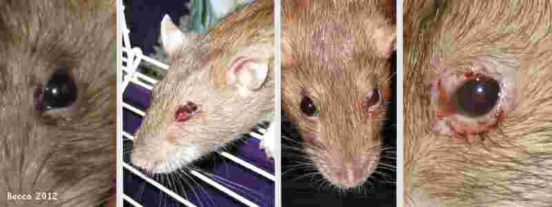 Why does my rat have red discharge from its eyes? Is it sick? | Petco