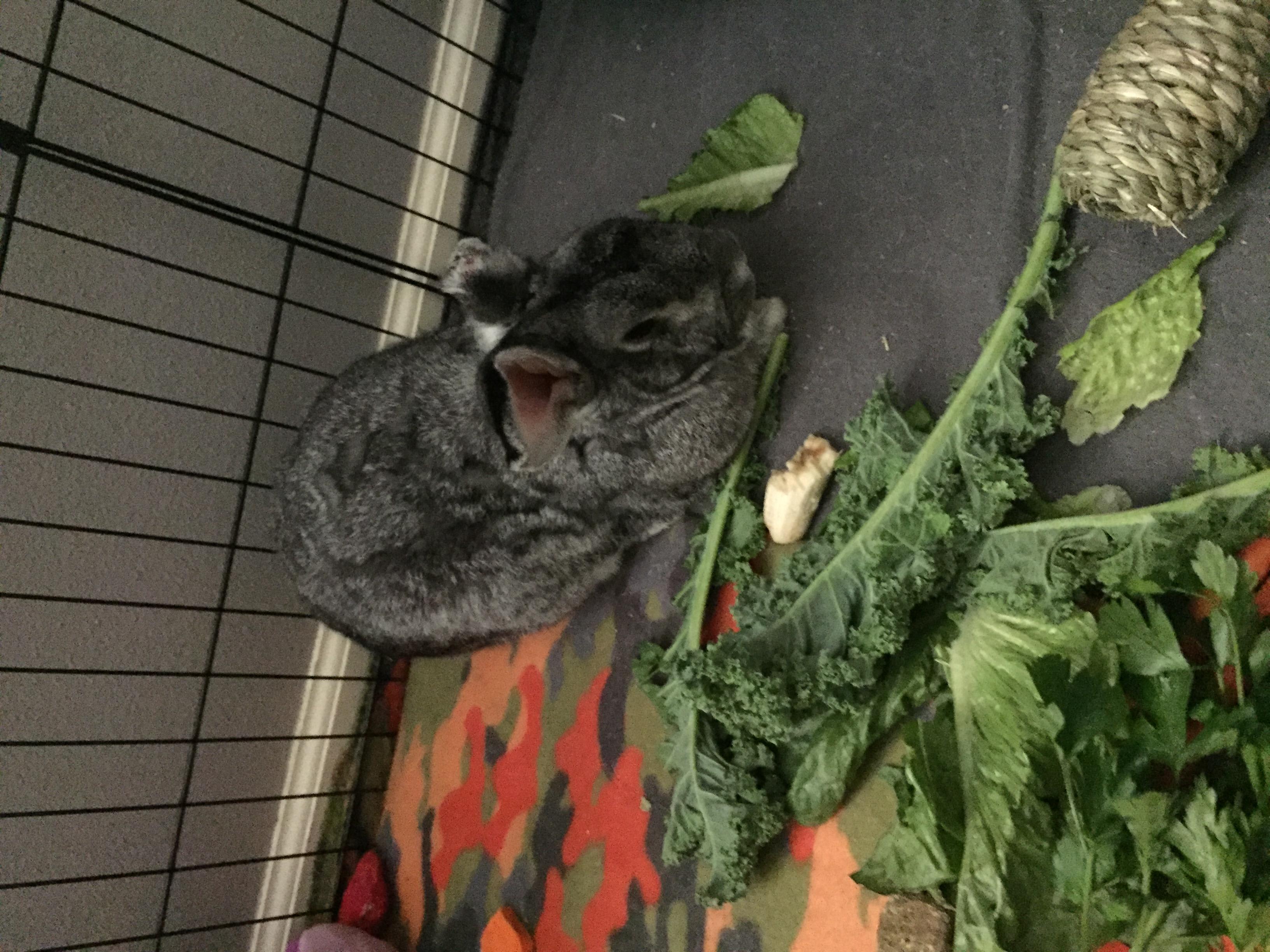 My rabbit is skin and bones and won't gain weight. Why? | Petco