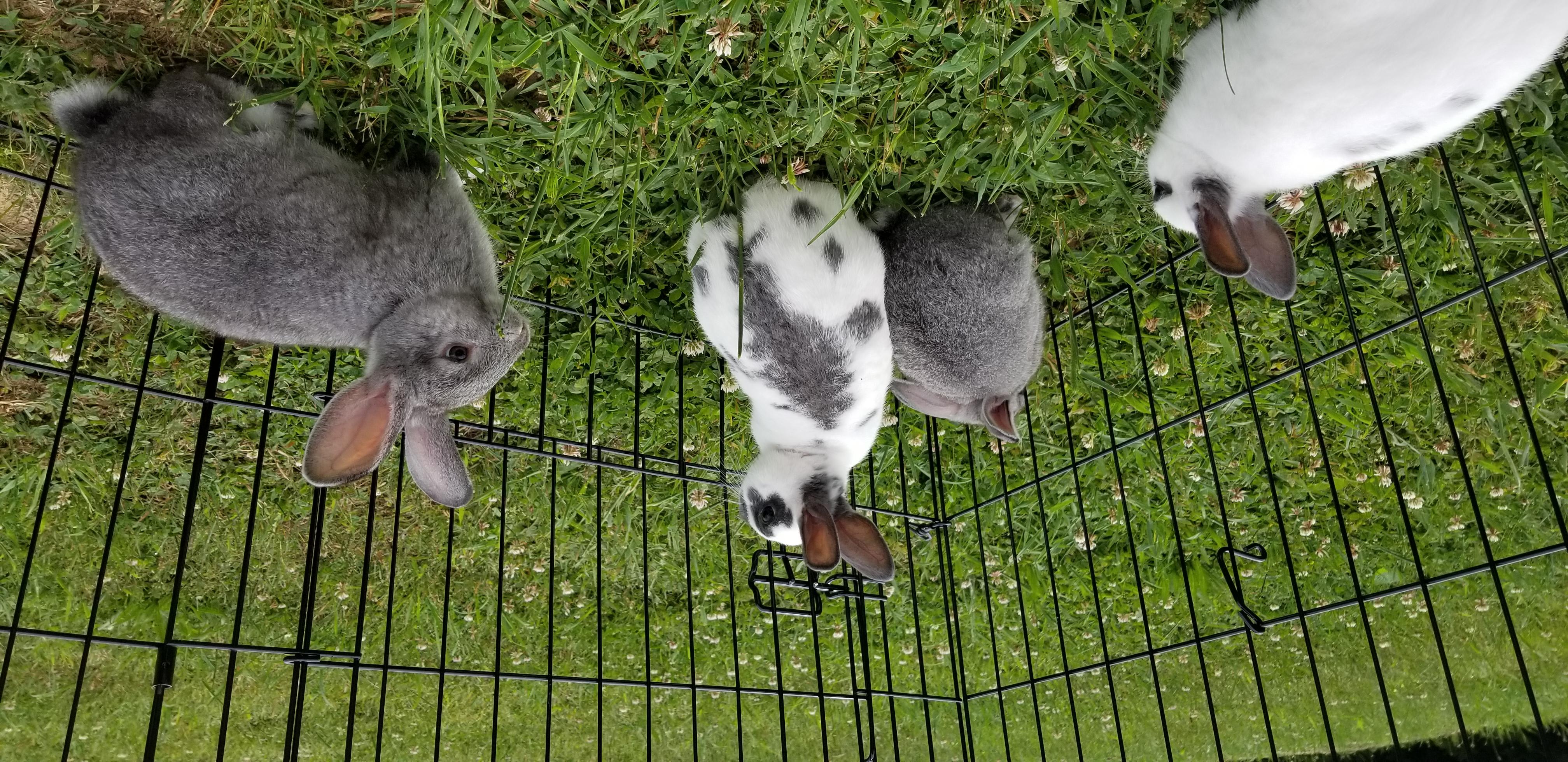 My rabbit is peeing red. Is it blood, diet, or health issue? | Petco