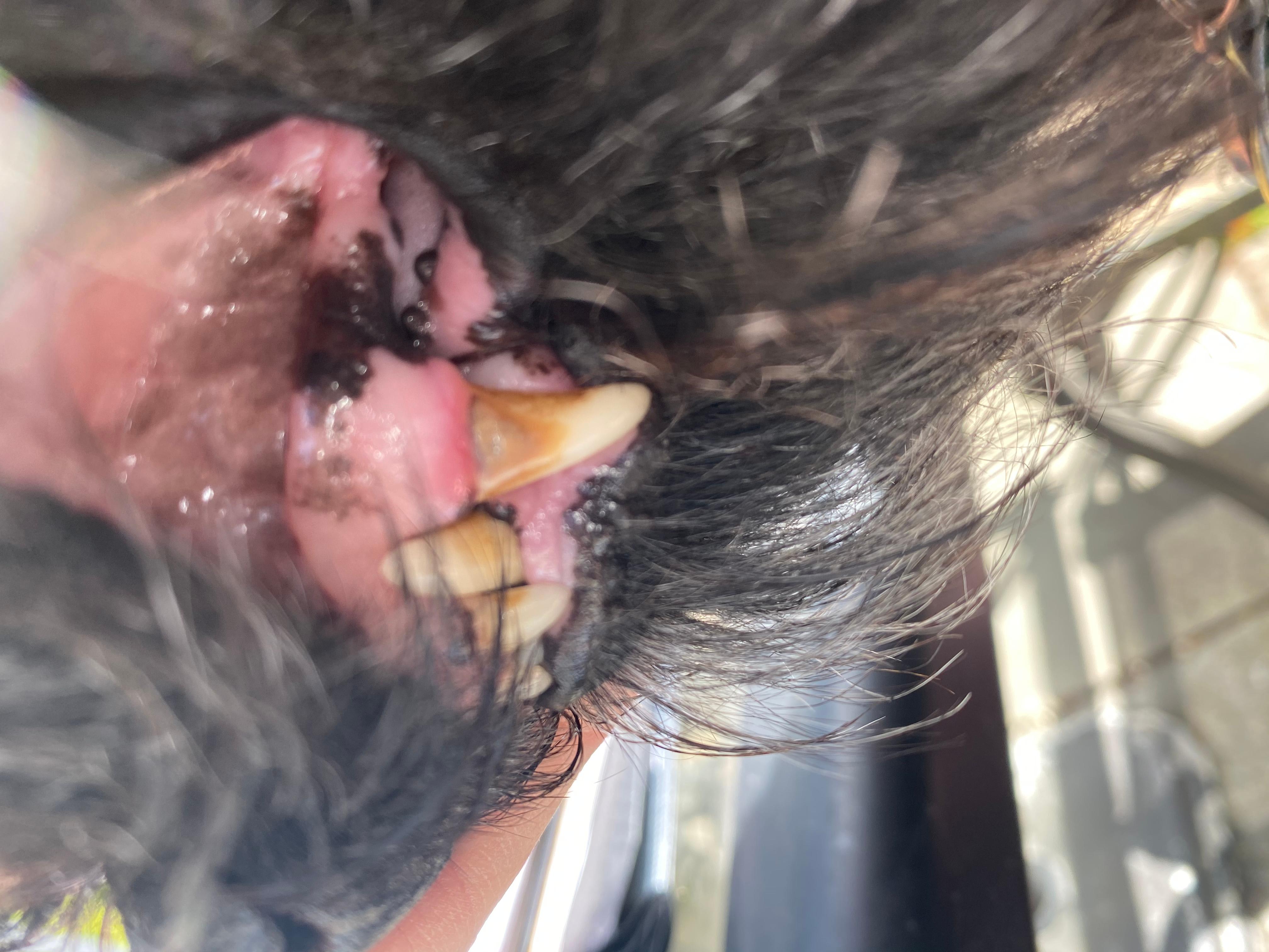 Is Your Dog's Bad Tooth Rotting or Needs Professional Cleaning? | Petco