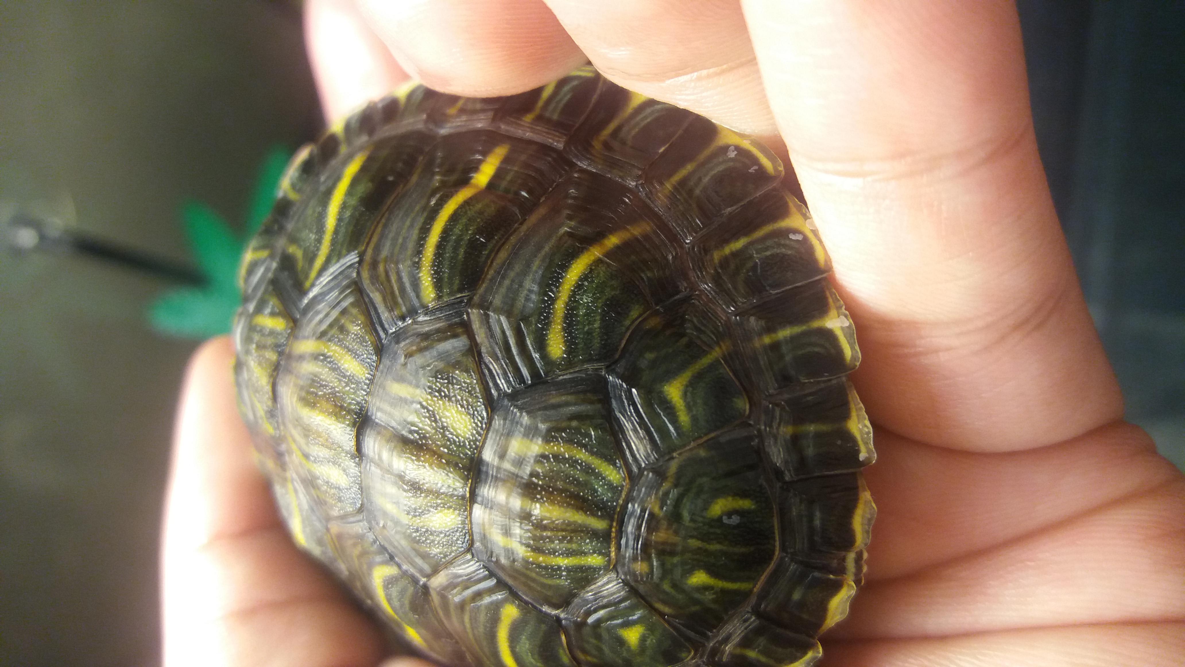Why Does My Red-Eared Slider Have Retained Scutes & Wavy Shell? | Petco