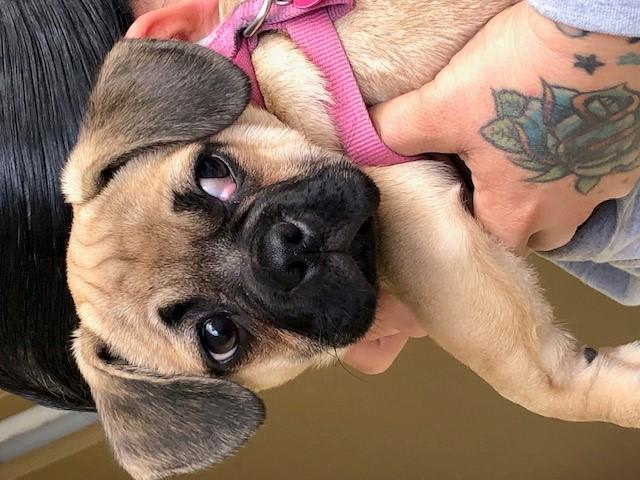 My Pug Puppy's Eye Swollen & Pink? Could It Be Cherry Eye? | Petco