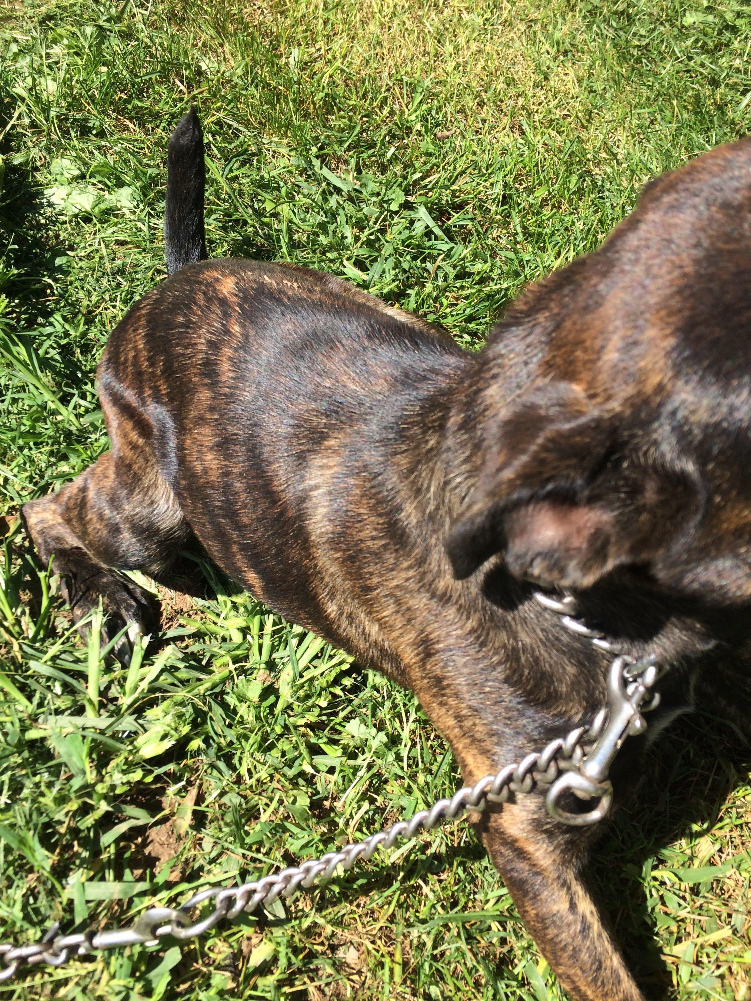 My Dog Growls at Tail & Attacks Self: What to Do & How to Help | Petco