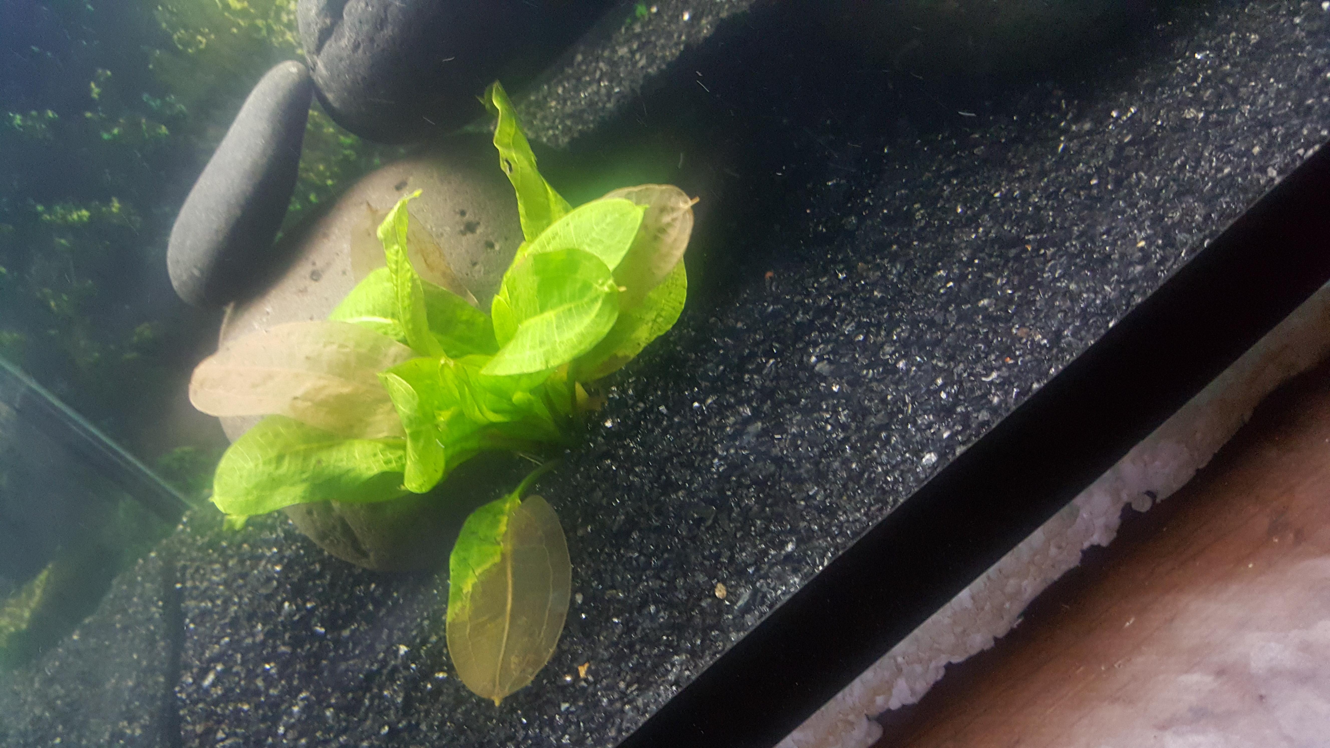 What's That Aquarium Plant? Is Your Fish Tank Safe & Healthy? | Petco