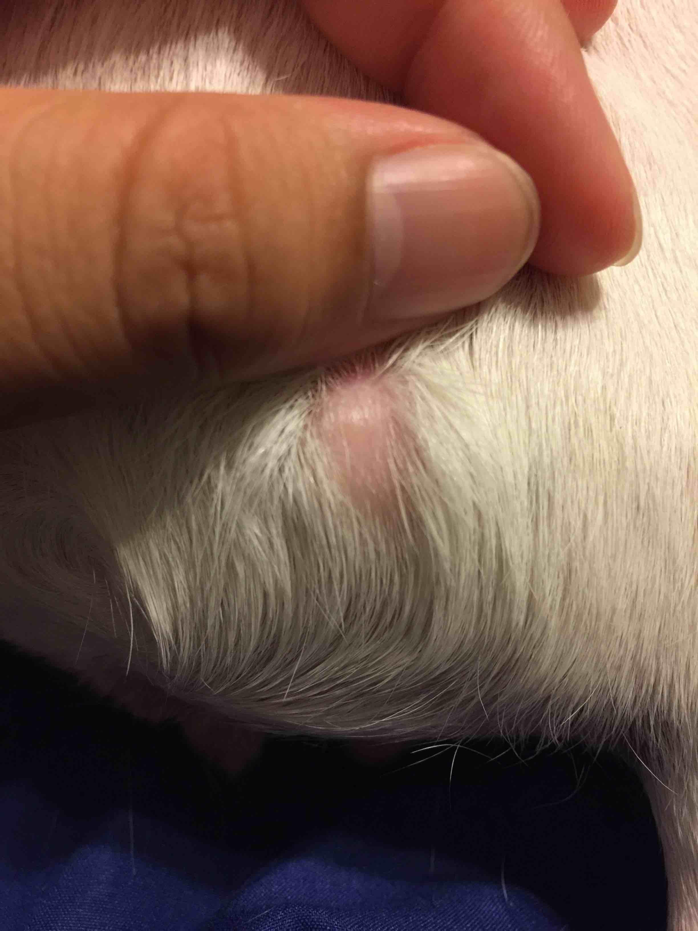 My Dog Has an Itchy, Growing Butt Bump: Is It a Bite or Pimple? | Petco