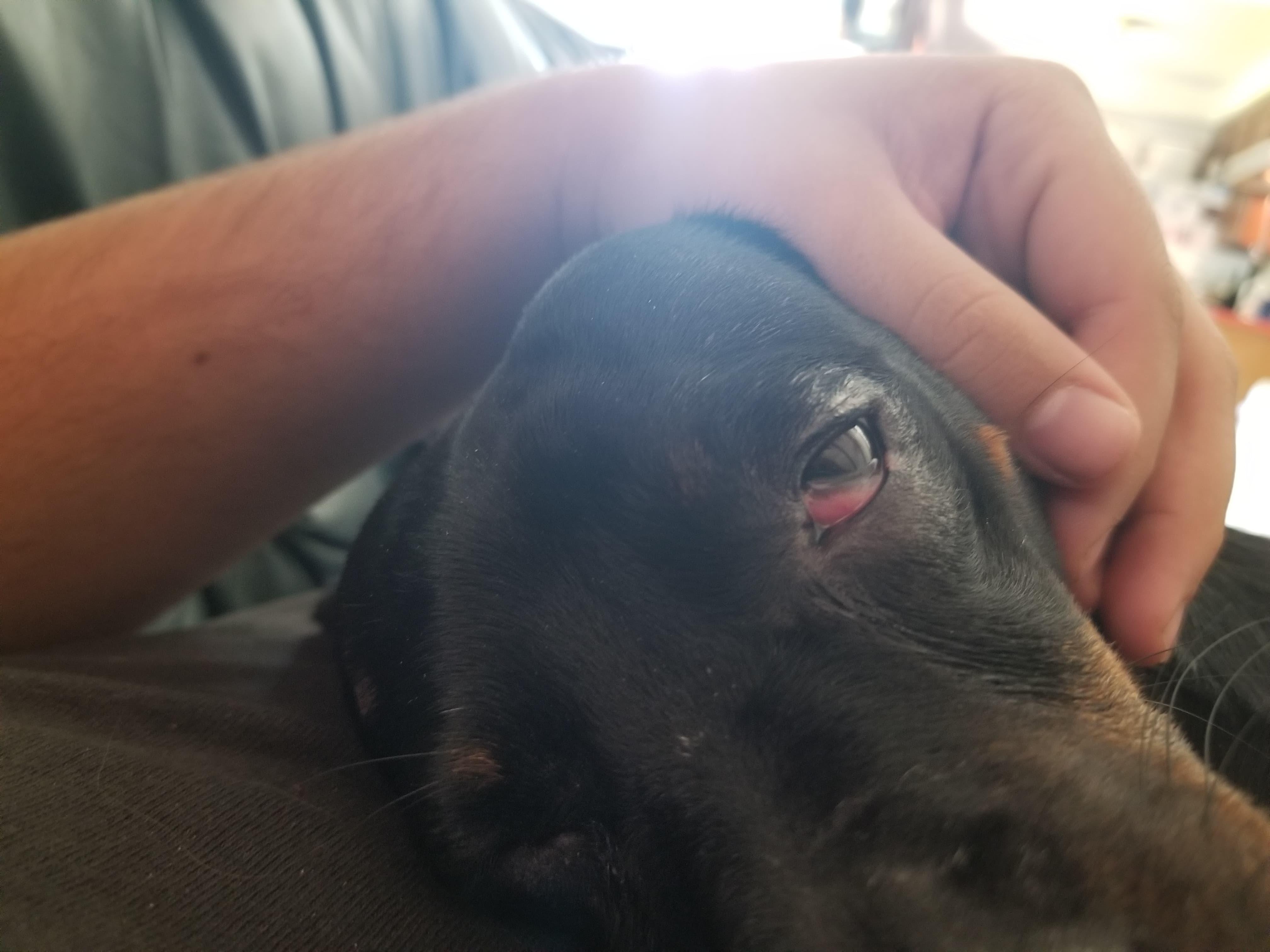 Dog's Third Eyelid Shows & Eye Won't Close? Find Out What's Wrong | Petco