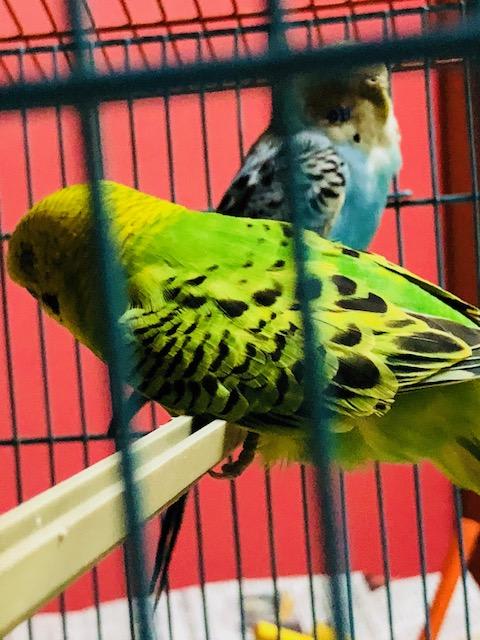 My Budgie Has a Swollen Leg & Can't Balance. What to Do? | Petco