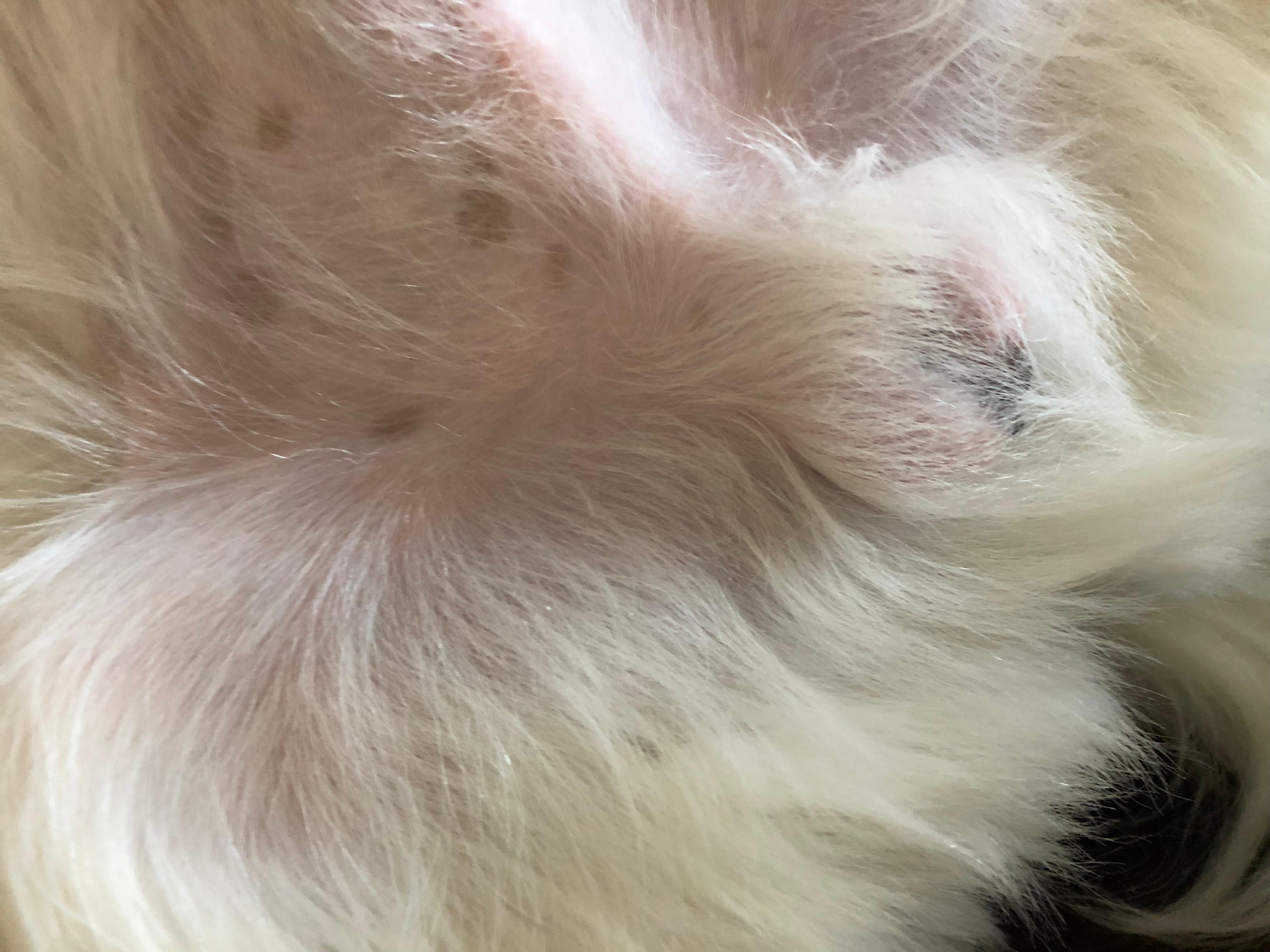 Why Does My Maltese Puppy Have Dark, Itchy Spots on His Belly? | Petco