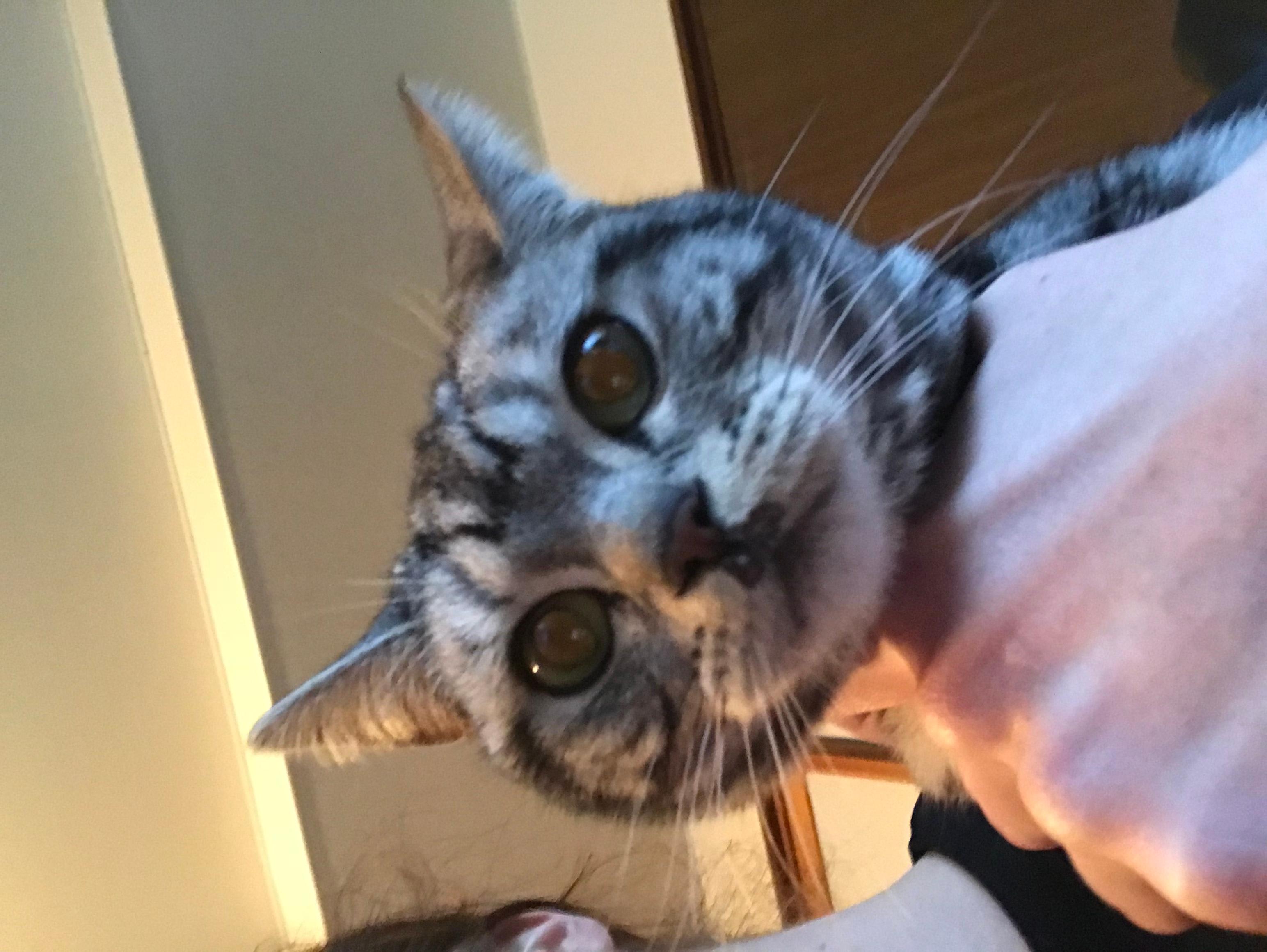 Why is my cat losing fur around her nose and lip? | Petco