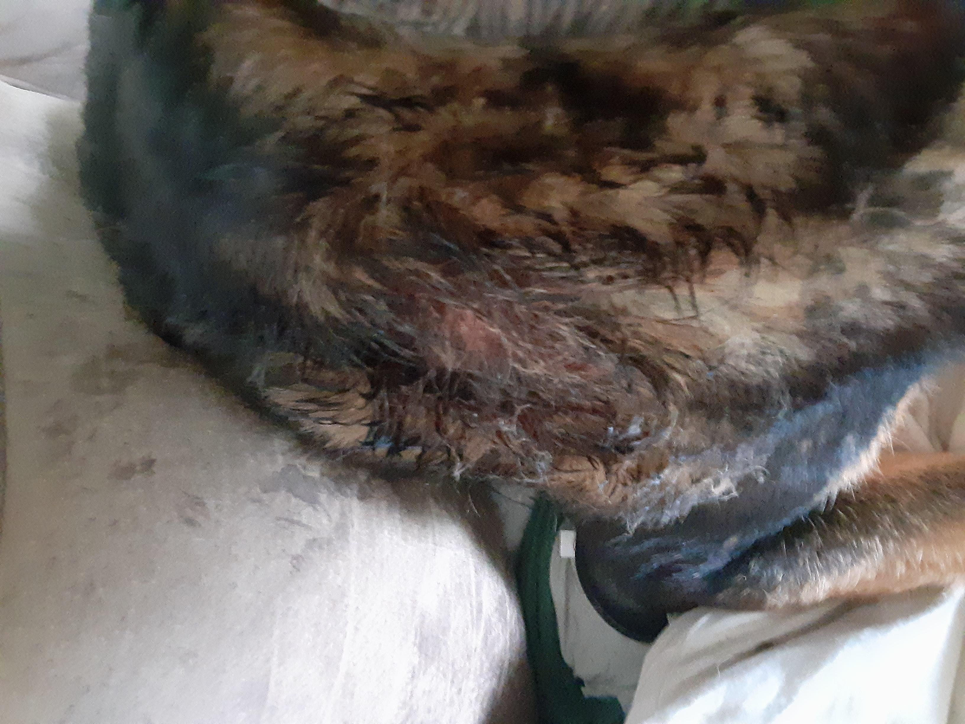My dog has a red, inflamed wound. Is it a bite or infection? | Petco