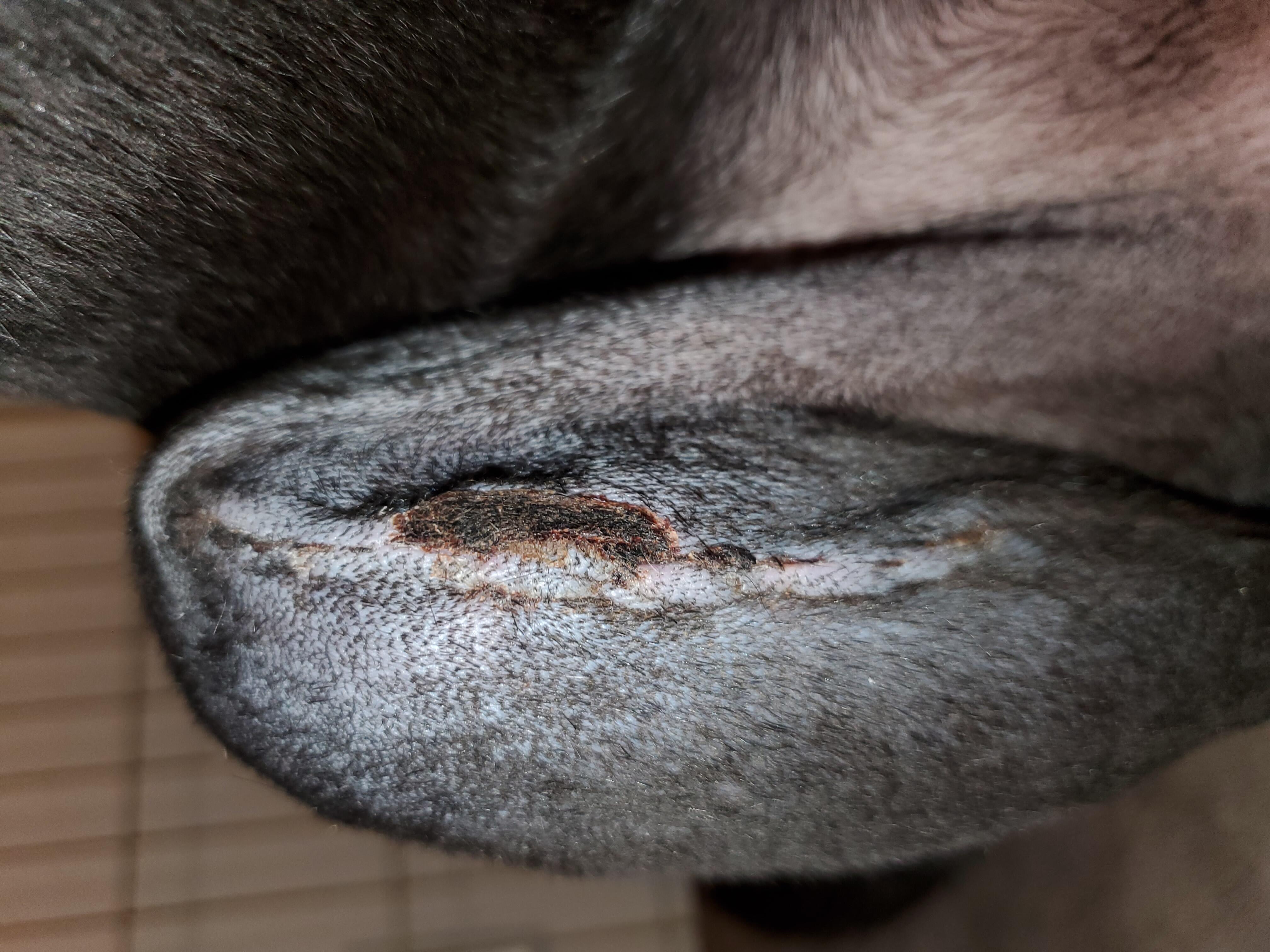 Is my dog's TPLO incision healing okay, or should I see a vet? | Petco