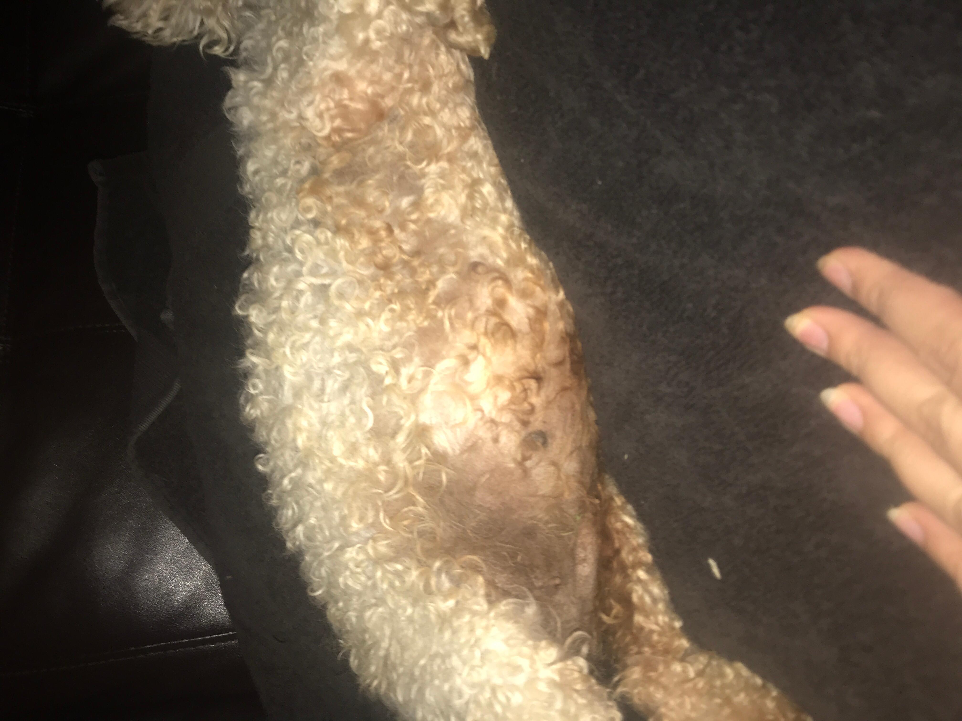 Why is my unspayed dog's stomach hard, bleeding, and weak? | Petco