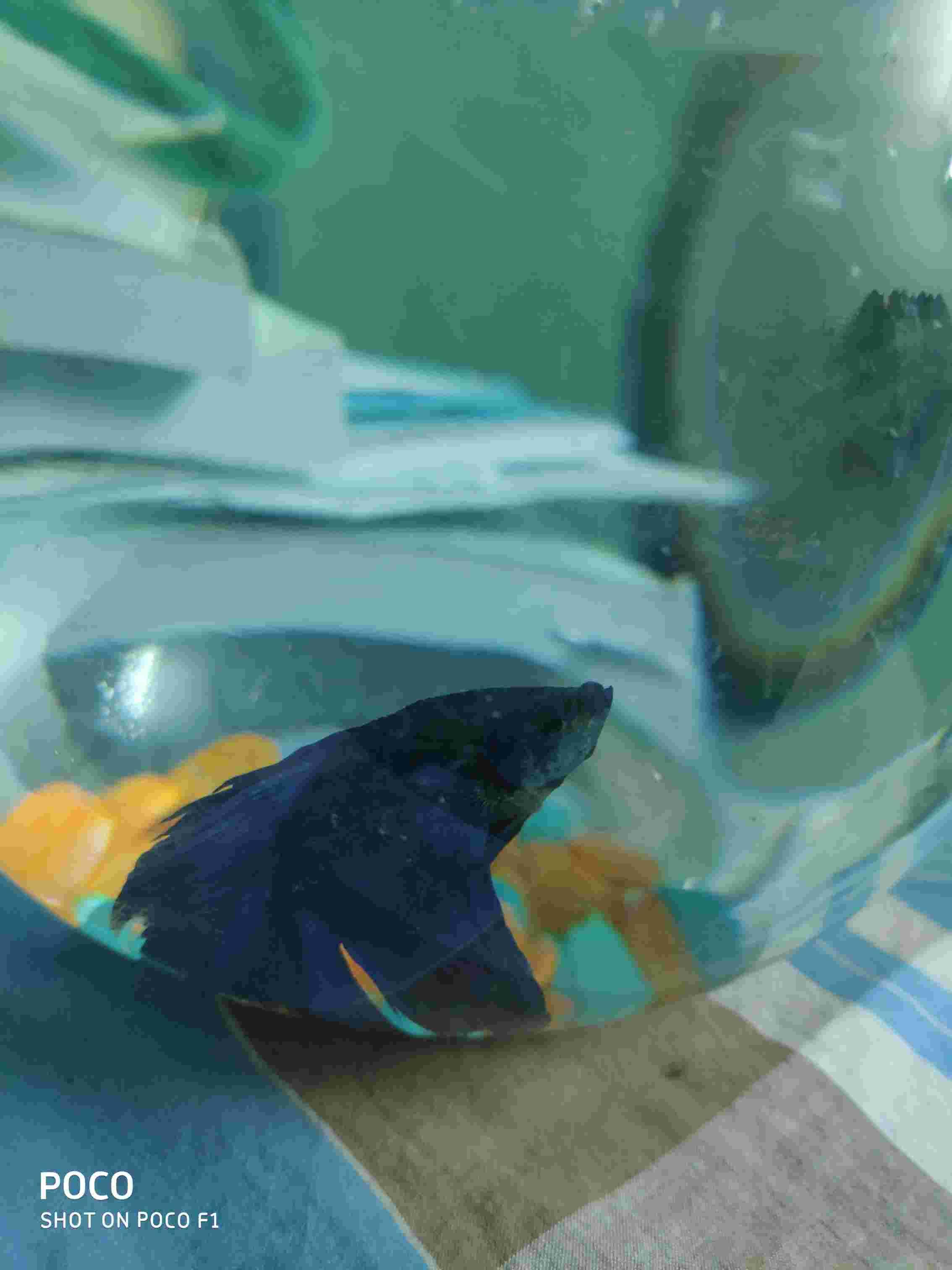 My Fish is on its Side, Struggling to Swim: What to Do? | Petco