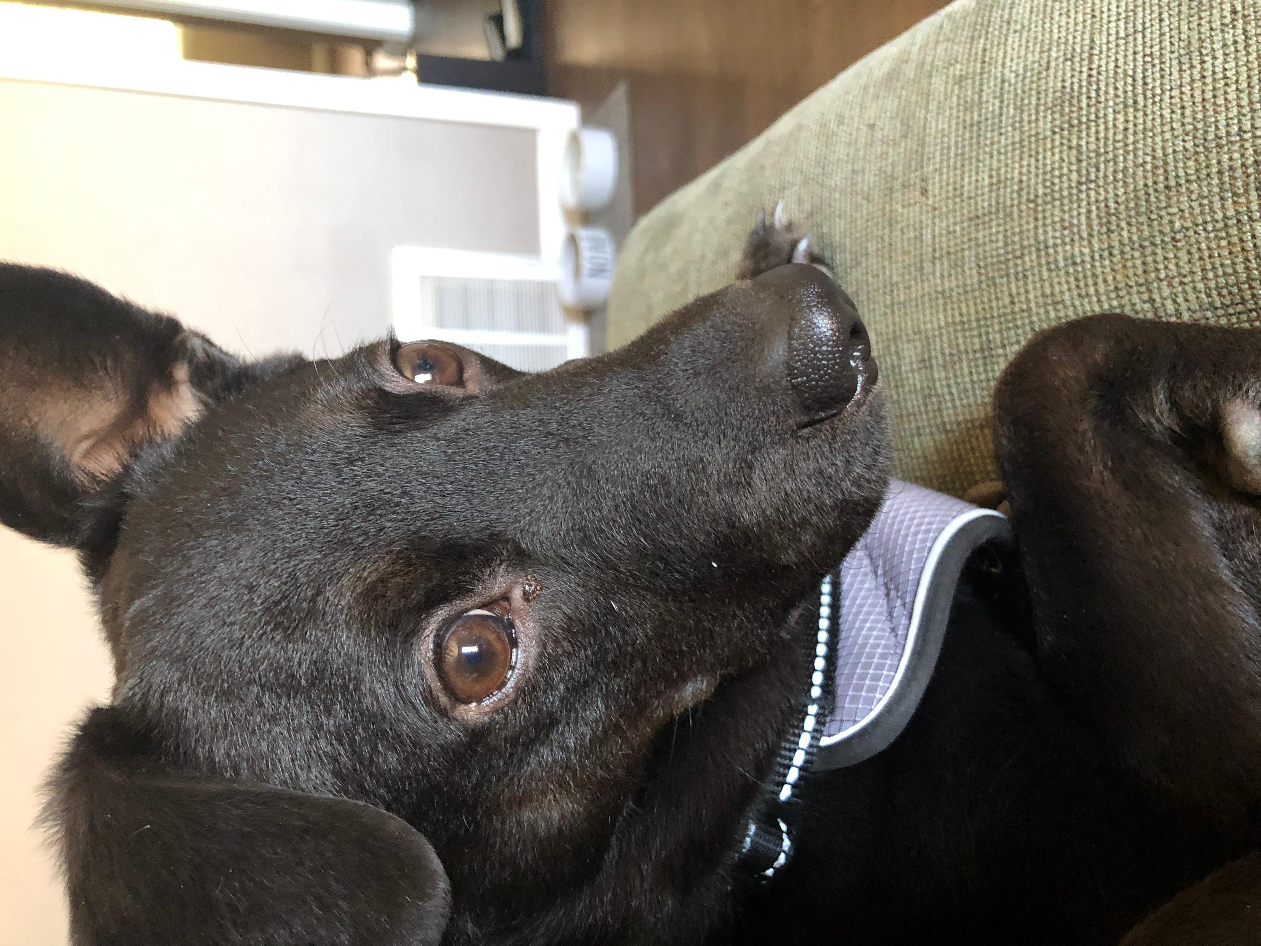 My Dog's Head Swollen & Painful Between Ears? Why Is It Moving? | Petco