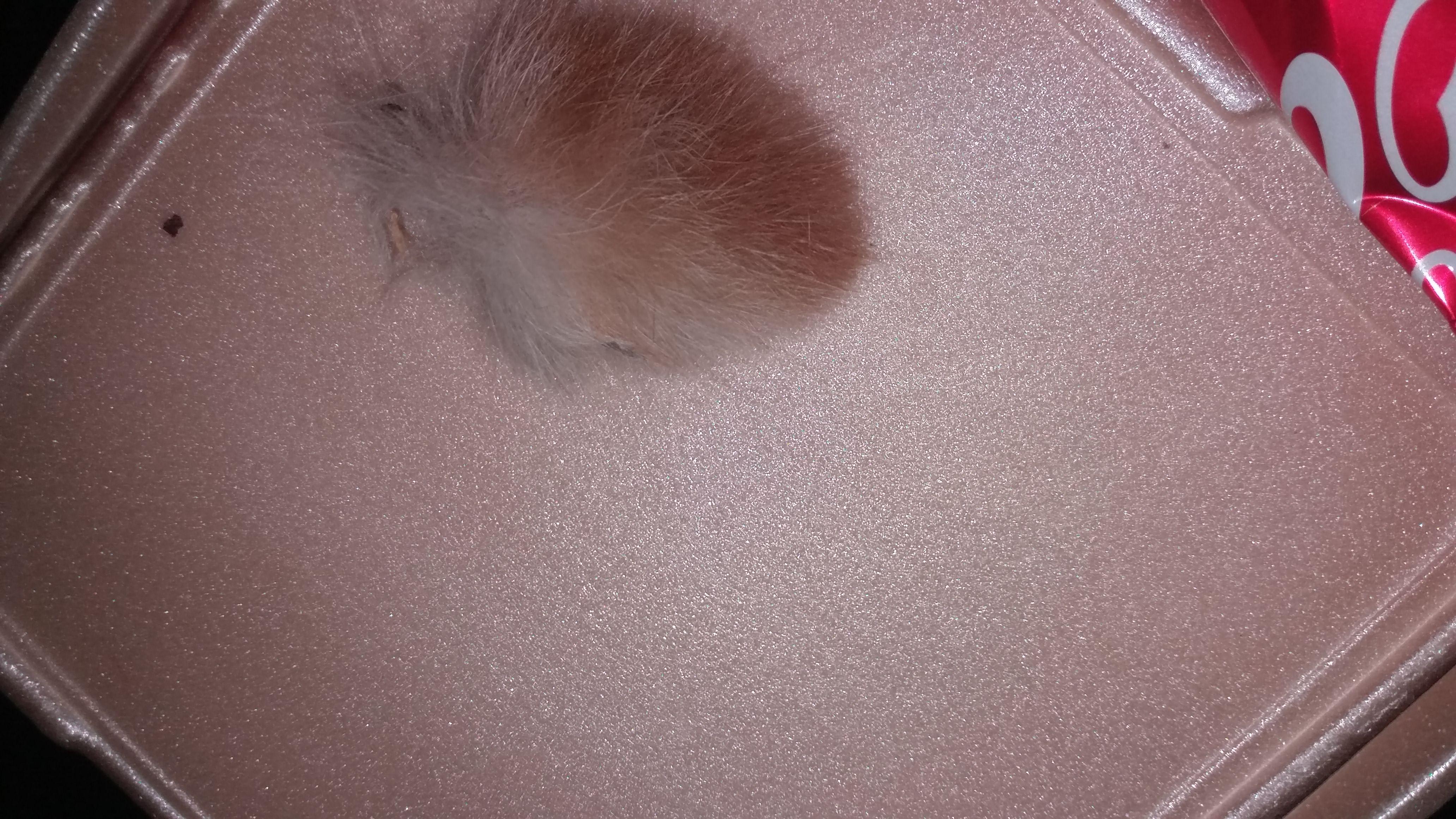 My Cat's Tail Tip Fell Off: What's That Black Object Sticking Out? | Petco