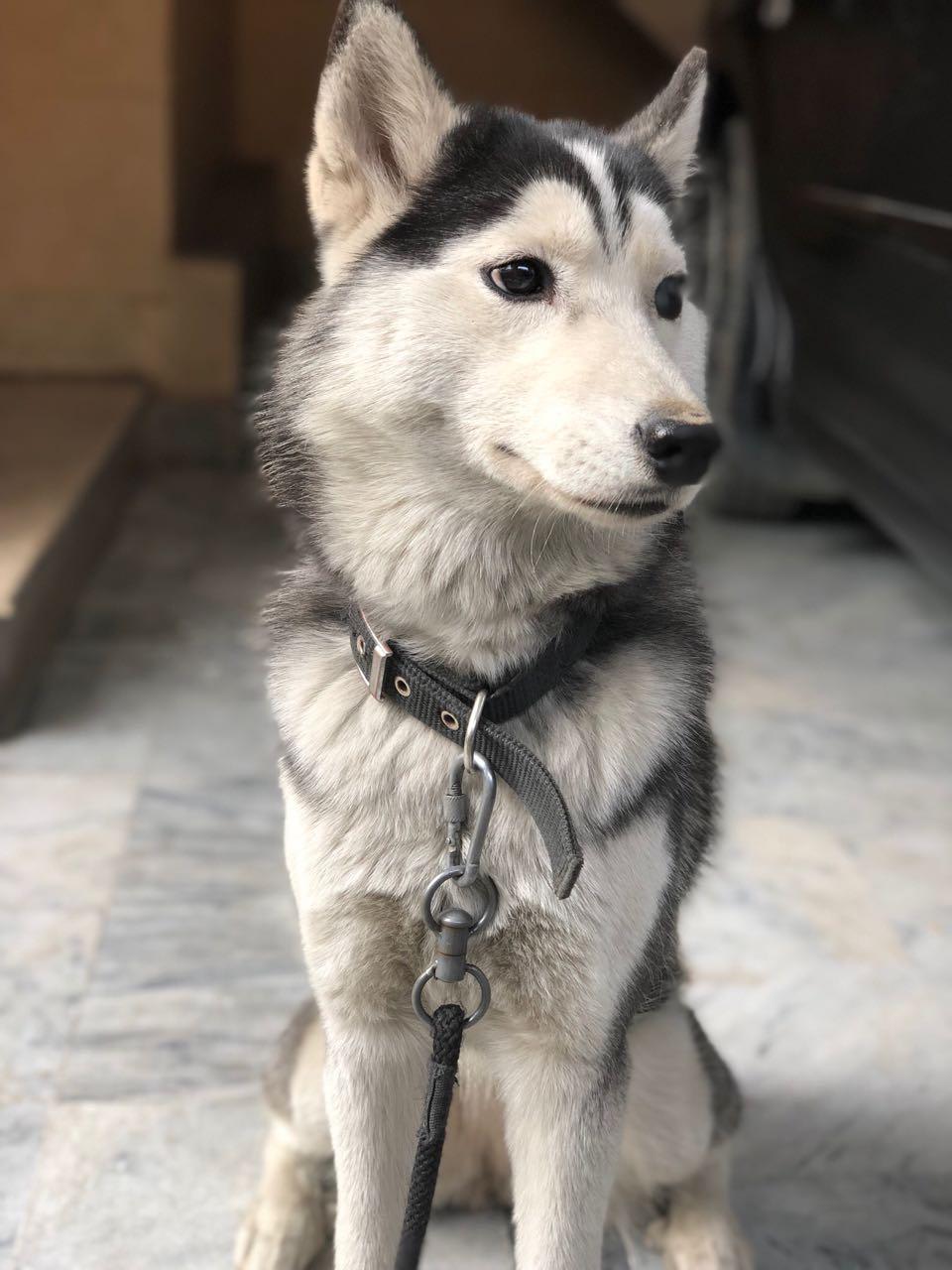 How to Calm Your Hyper Husky & Get Her to Eat Dog Food | Petco