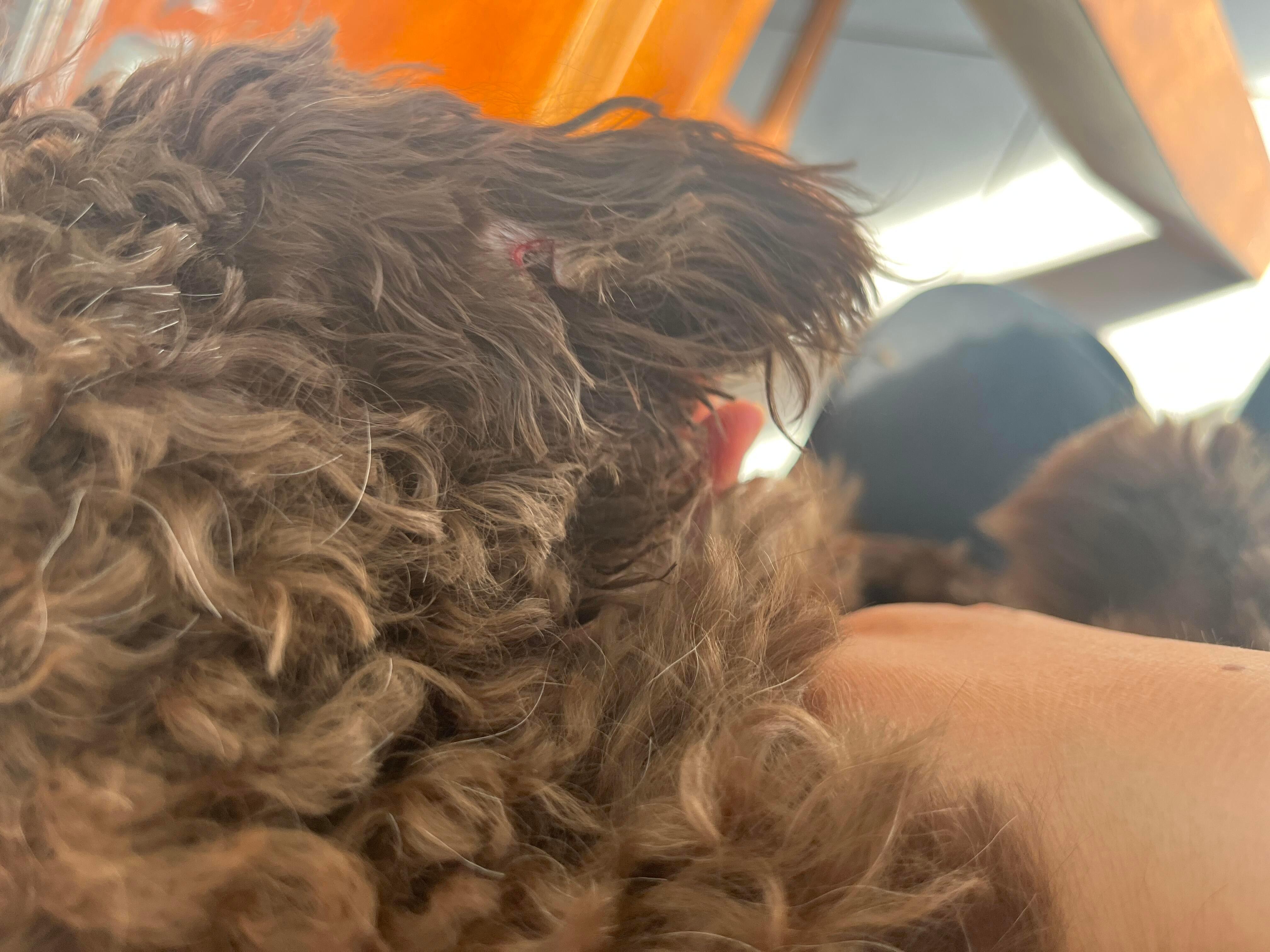My dog's ear cut while grooming. Should I take her to the vet? | Petco