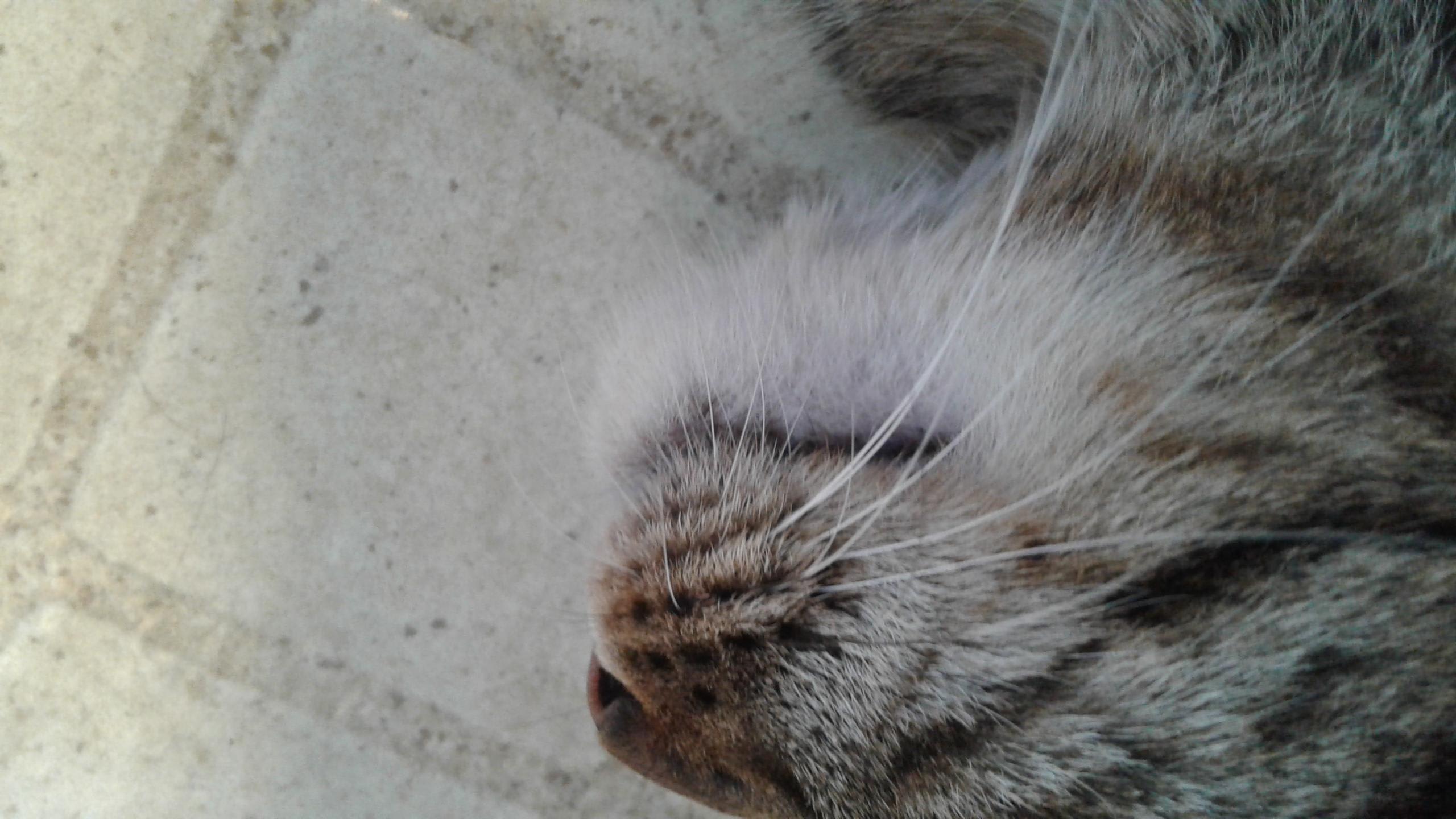 Hard Bump on Cat's Jawline? Is it a Bone Spur? Find Out | Petco