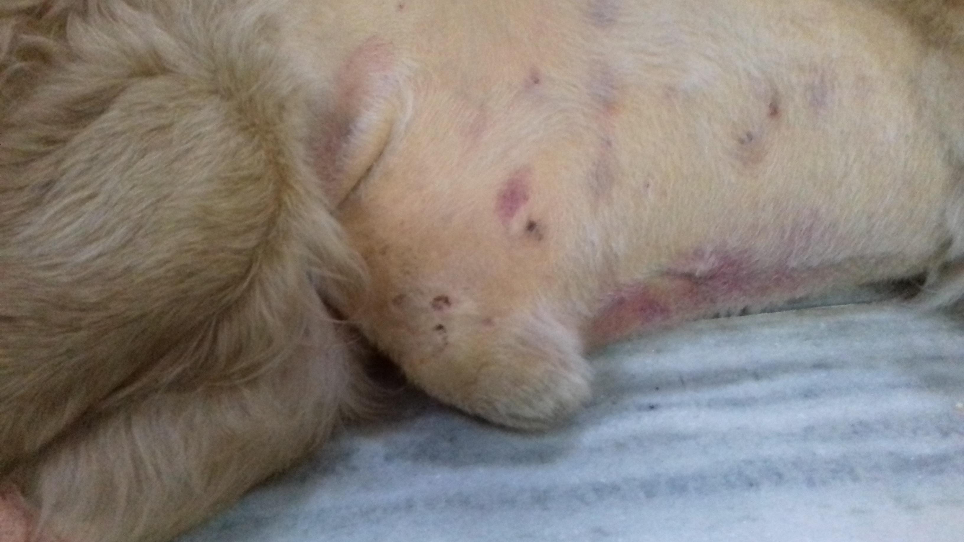 Azathioprine for Dogs with Liver Disease: Is It Safe? | Petco