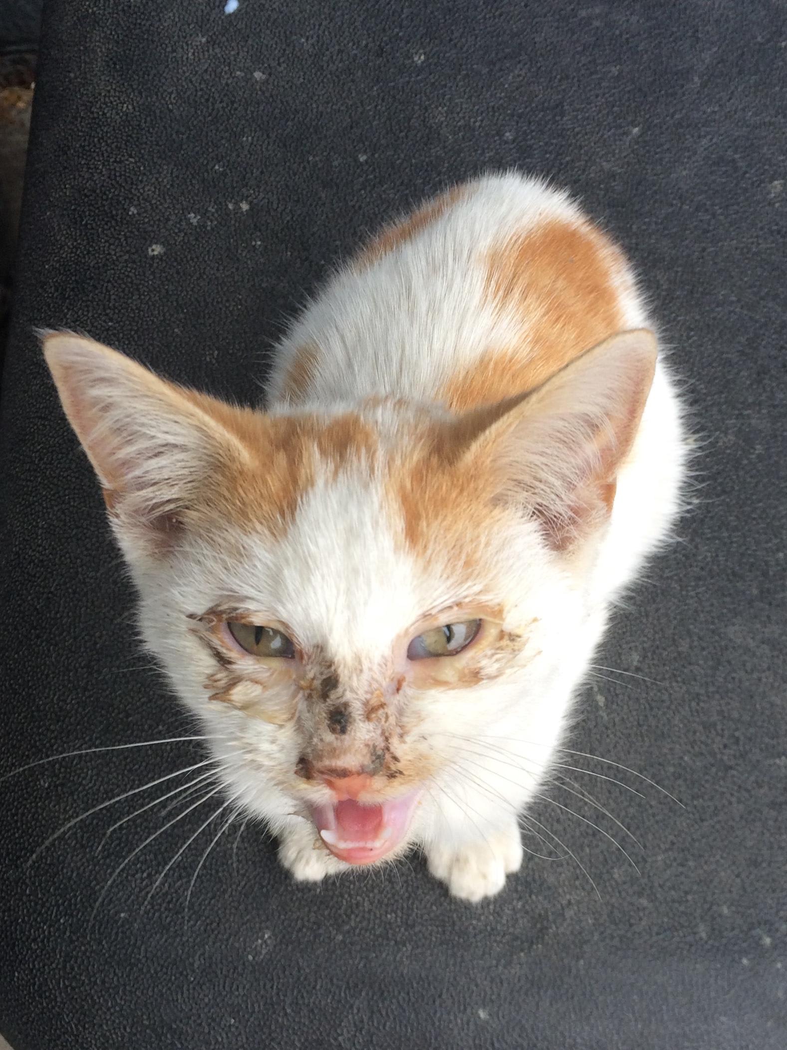 Sick Outdoor Kitten: Goopy Eyes & Not Eating? What To Do | Petco