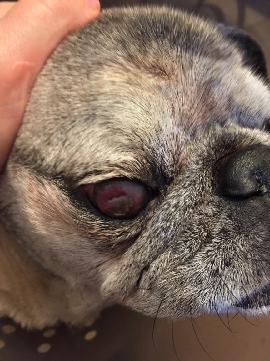 Pug Eye Ulcer Worsening After Meds? Healing or Emergency? | Petco