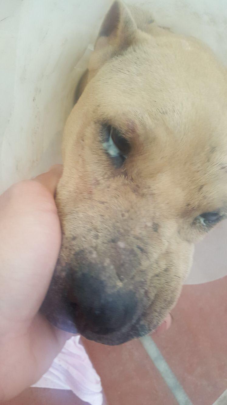 What to do for my rescued dog's kidney, eye, & skin issues? | Petco
