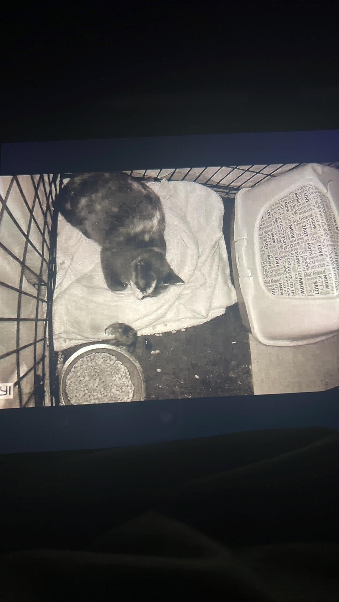 My Cat Had a Stillborn Kitten & Stopped Labor. Vet Emergency? | Petco