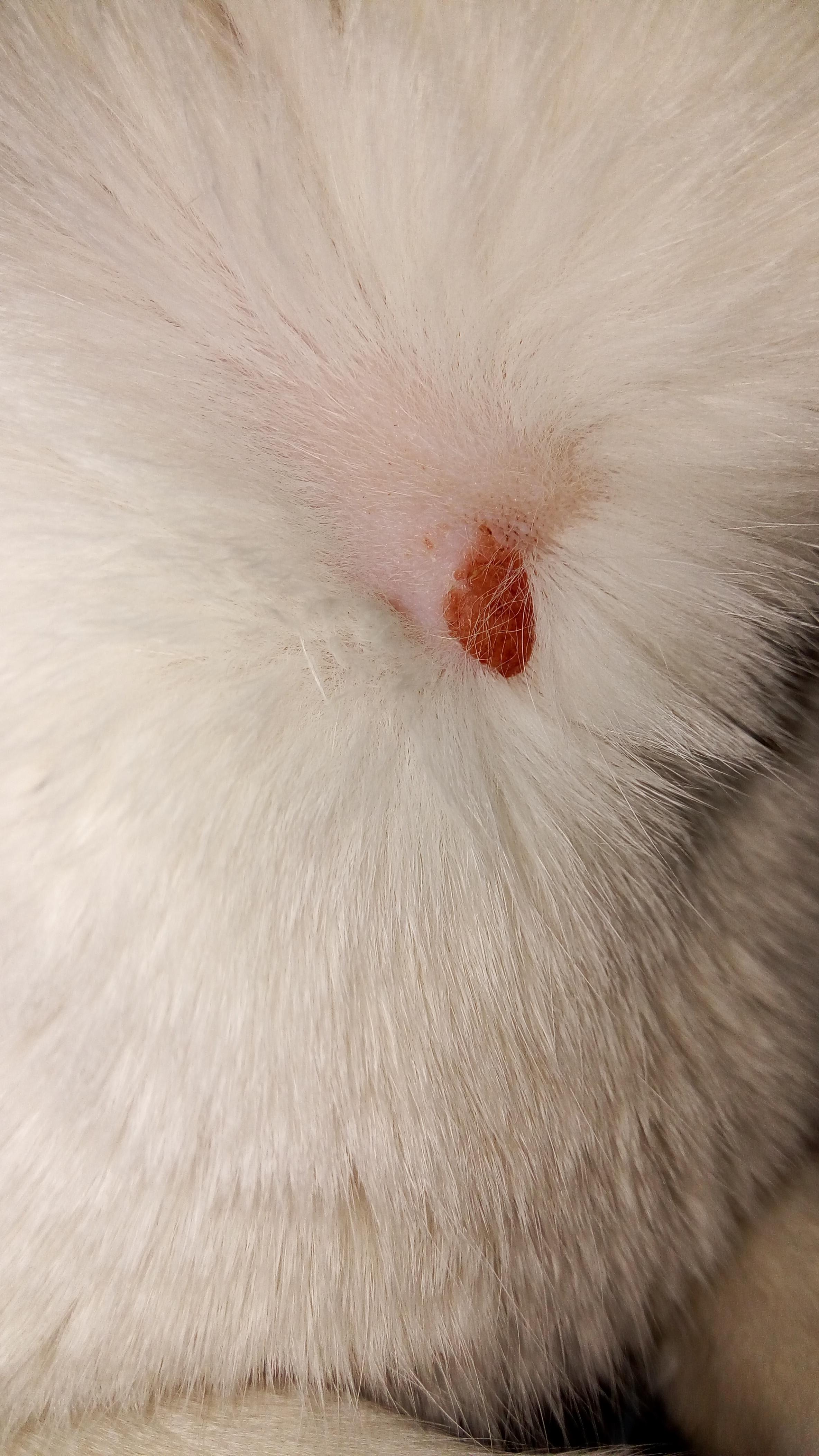 My Cat Fought: Neck Scab, Fur Loss. Abscess? Treatment Options | Petco