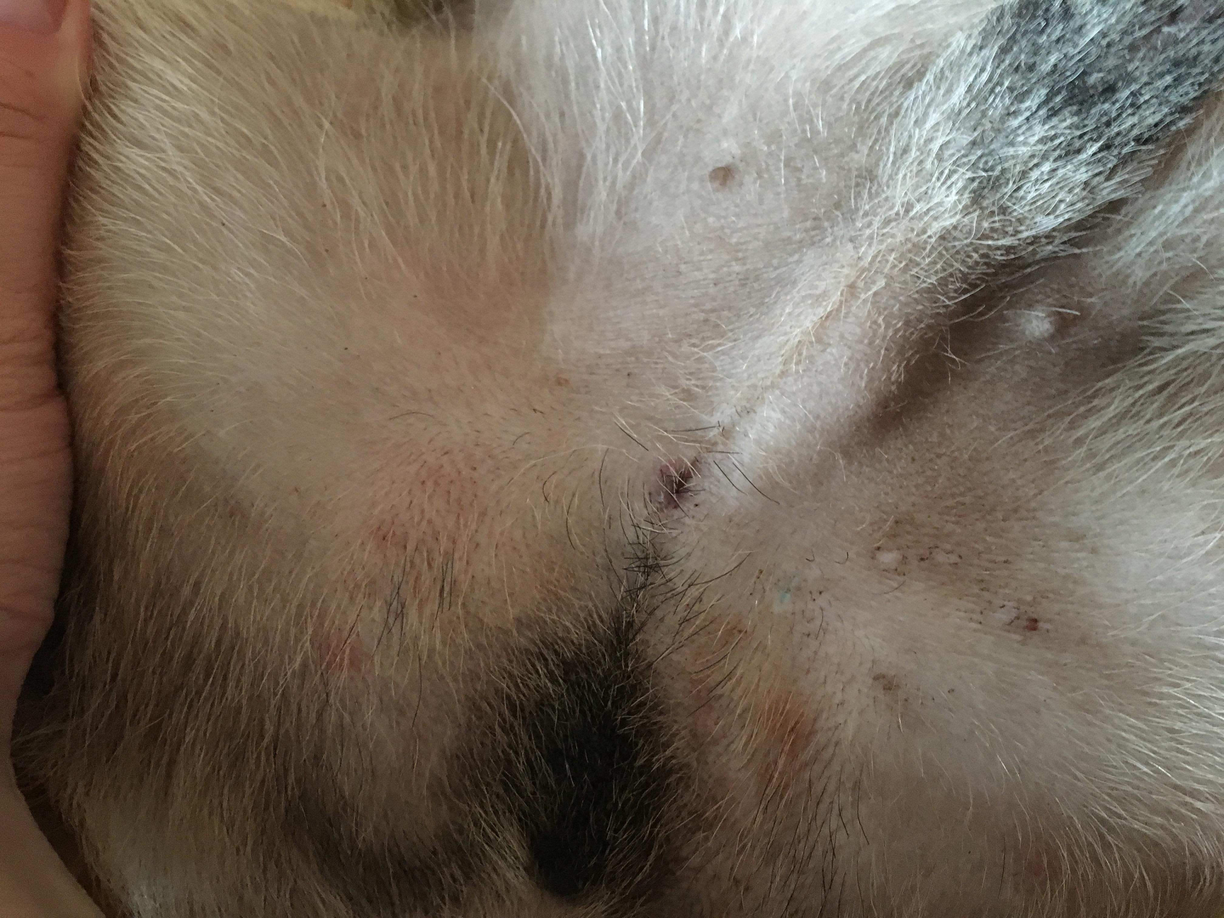 Is Your Dog's Neuter Incision Red? Infected? Needs Antibiotics? | Petco