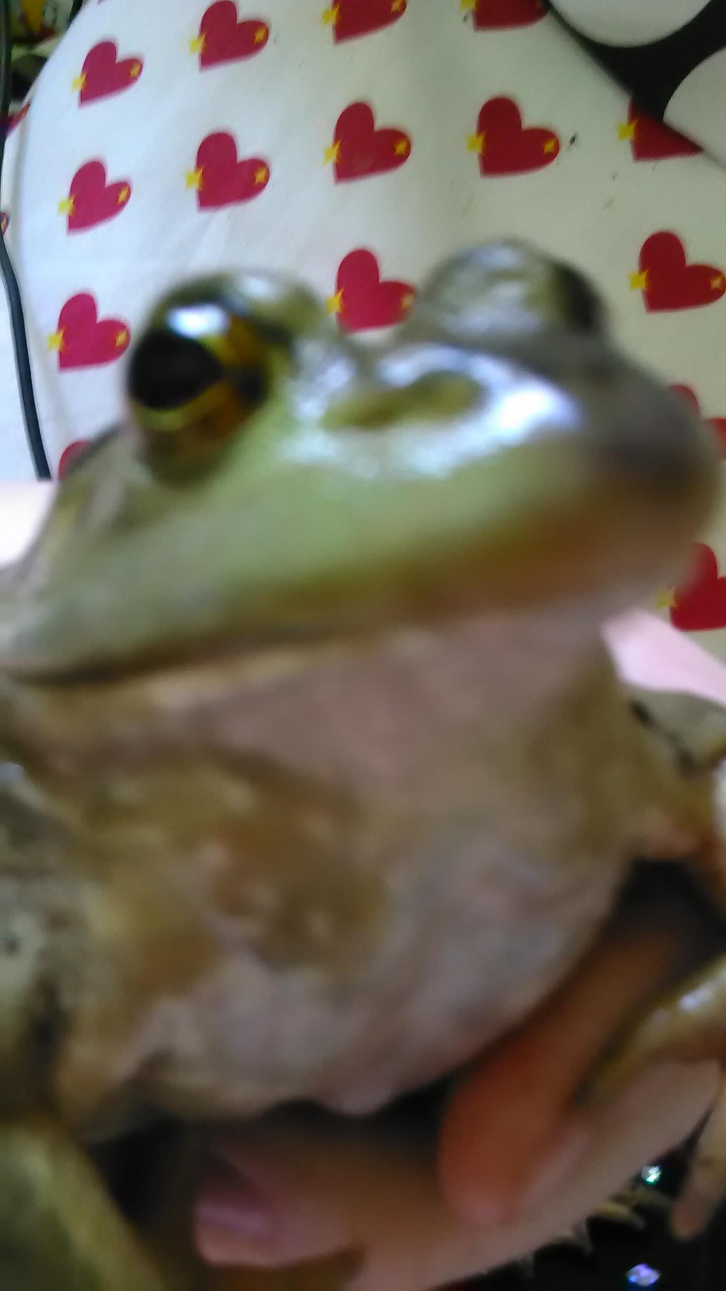 Discover Safe & Best Plants for Your American Bullfrog Tank | Petco