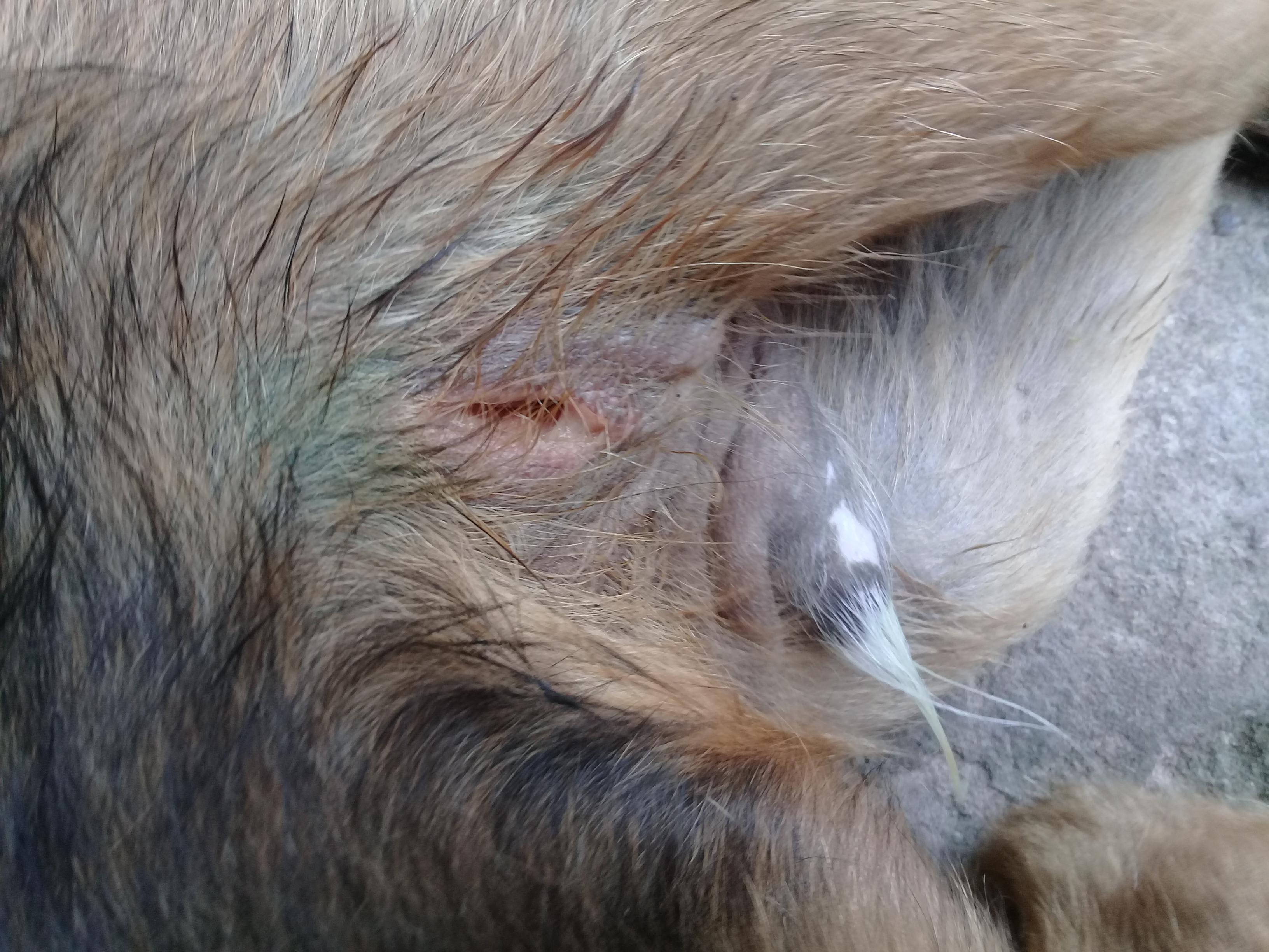 My dog got bit and won't stop licking? What can I do? | Petco