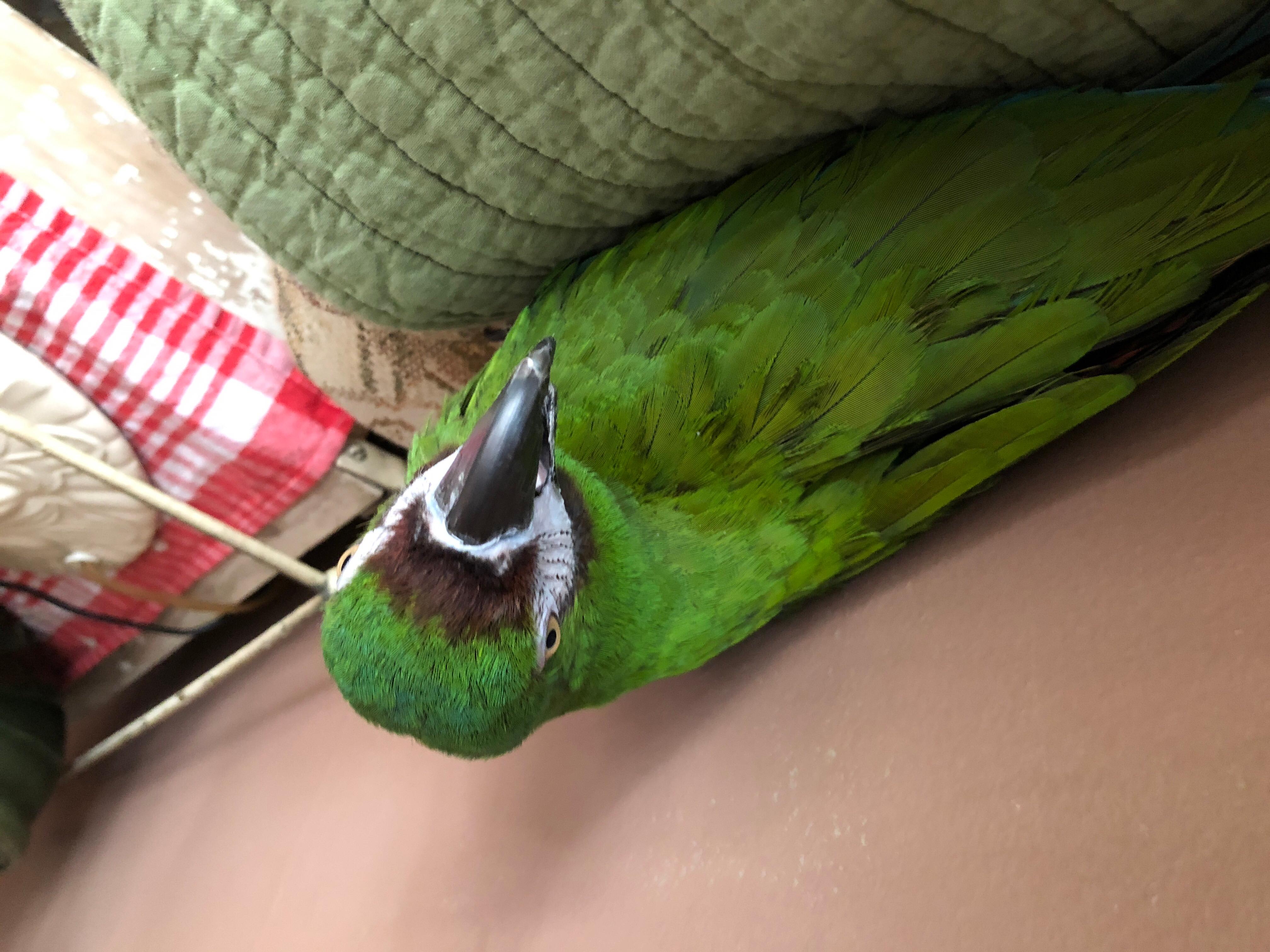 Why are my macaw's feathers dark or black on edges? Health issue? | Petco