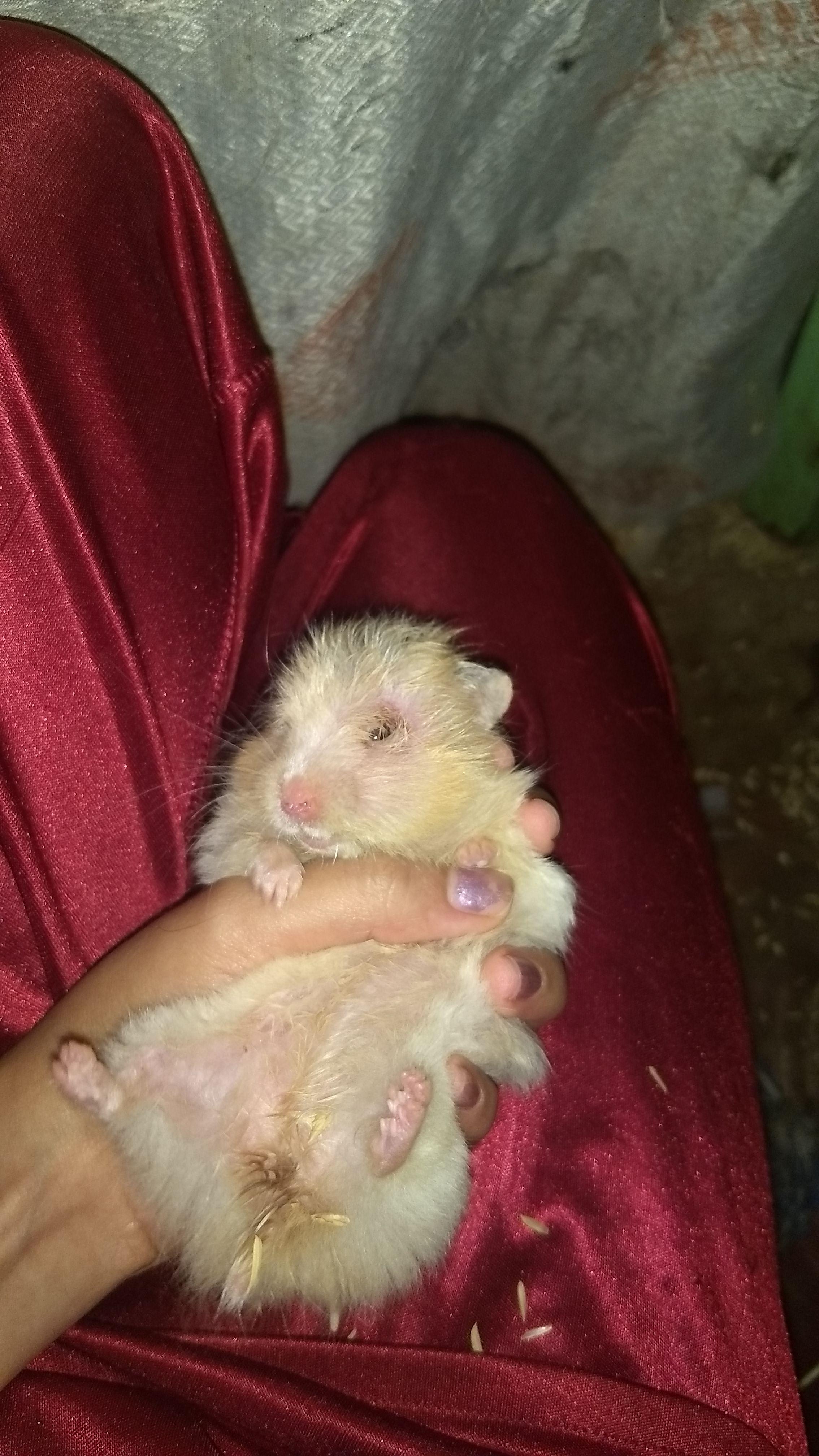 Hamster fell: swollen head & eye. Can natural remedies help? | Petco