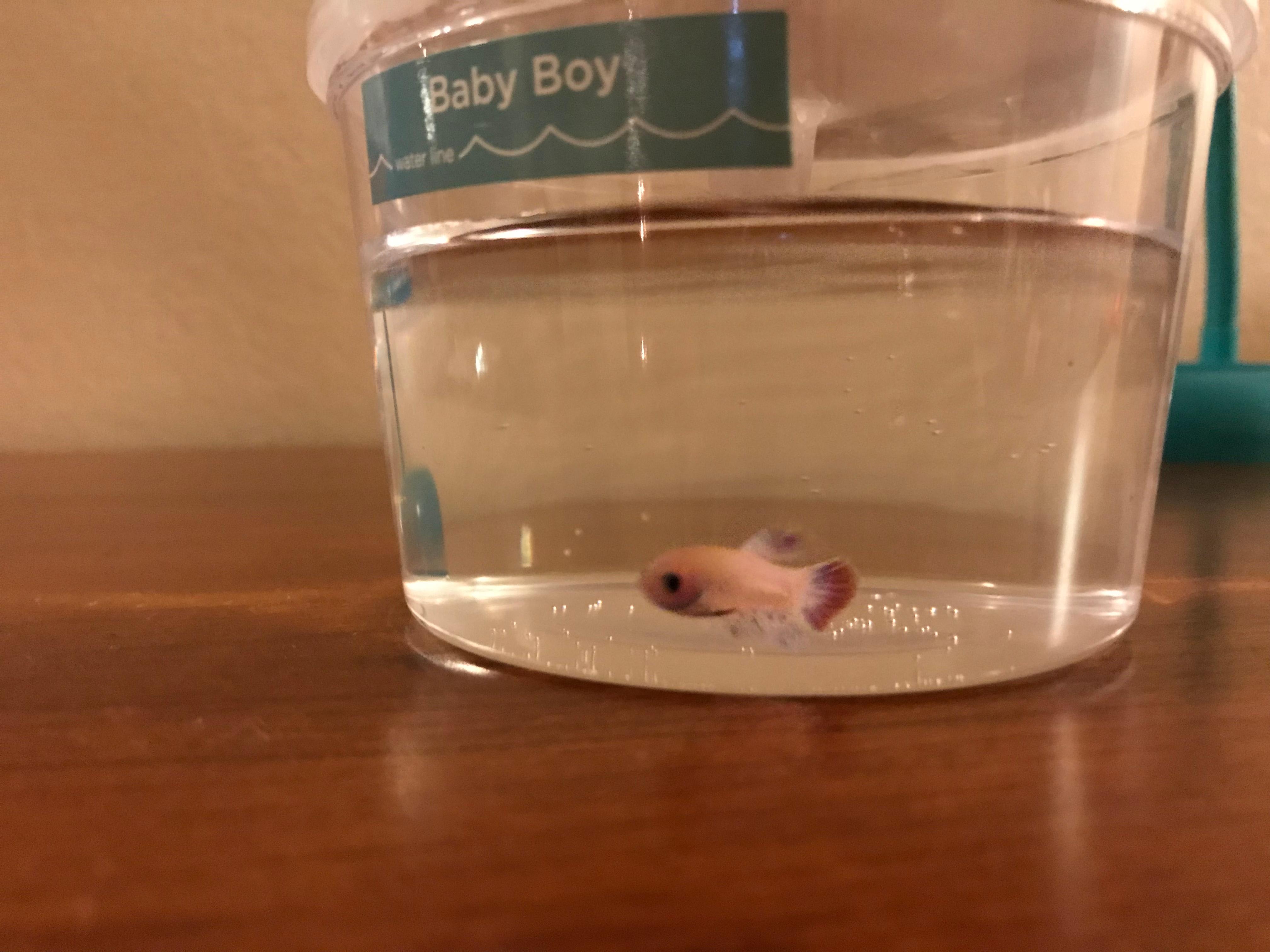 How to care for a baby betta fish: tank, water changes, food, heat | Petco