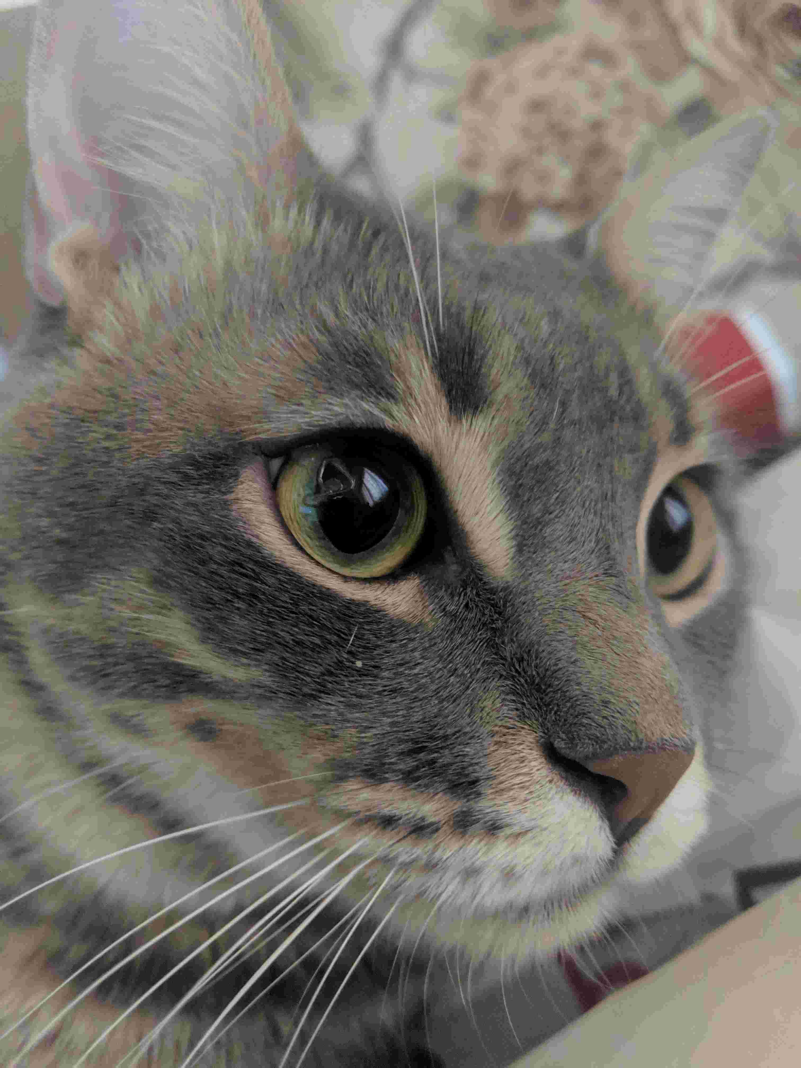 My cat has stringy stuff in its eye, but acts normal. What now? | Petco