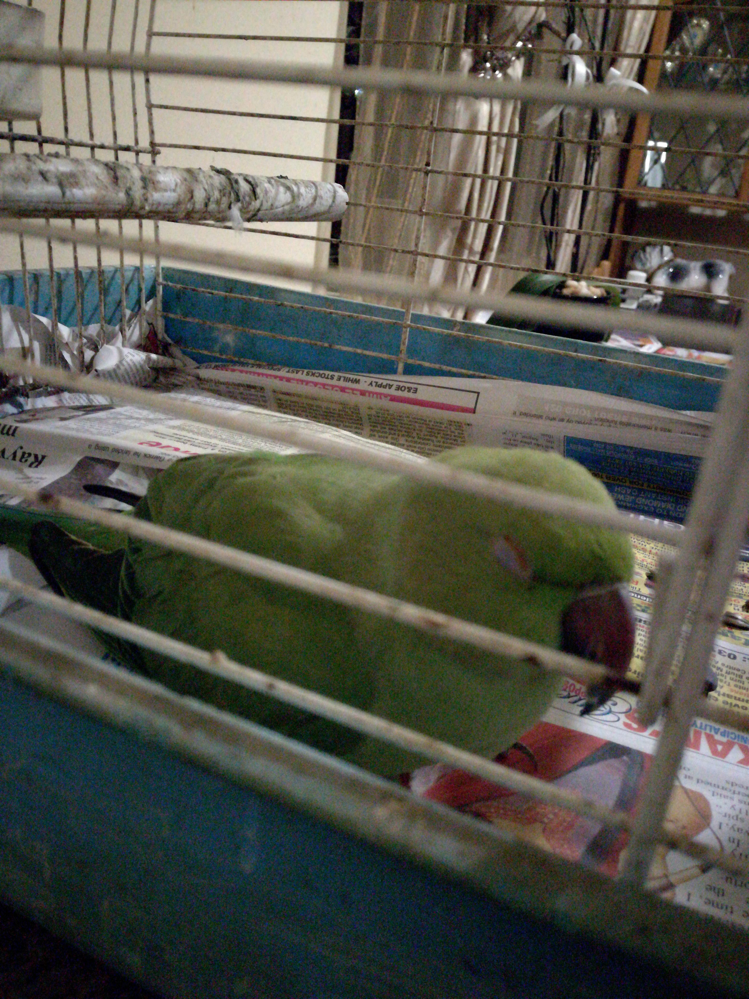 Why is my Ringneck parrot sick, weak, eye closed, not moving? | Petco