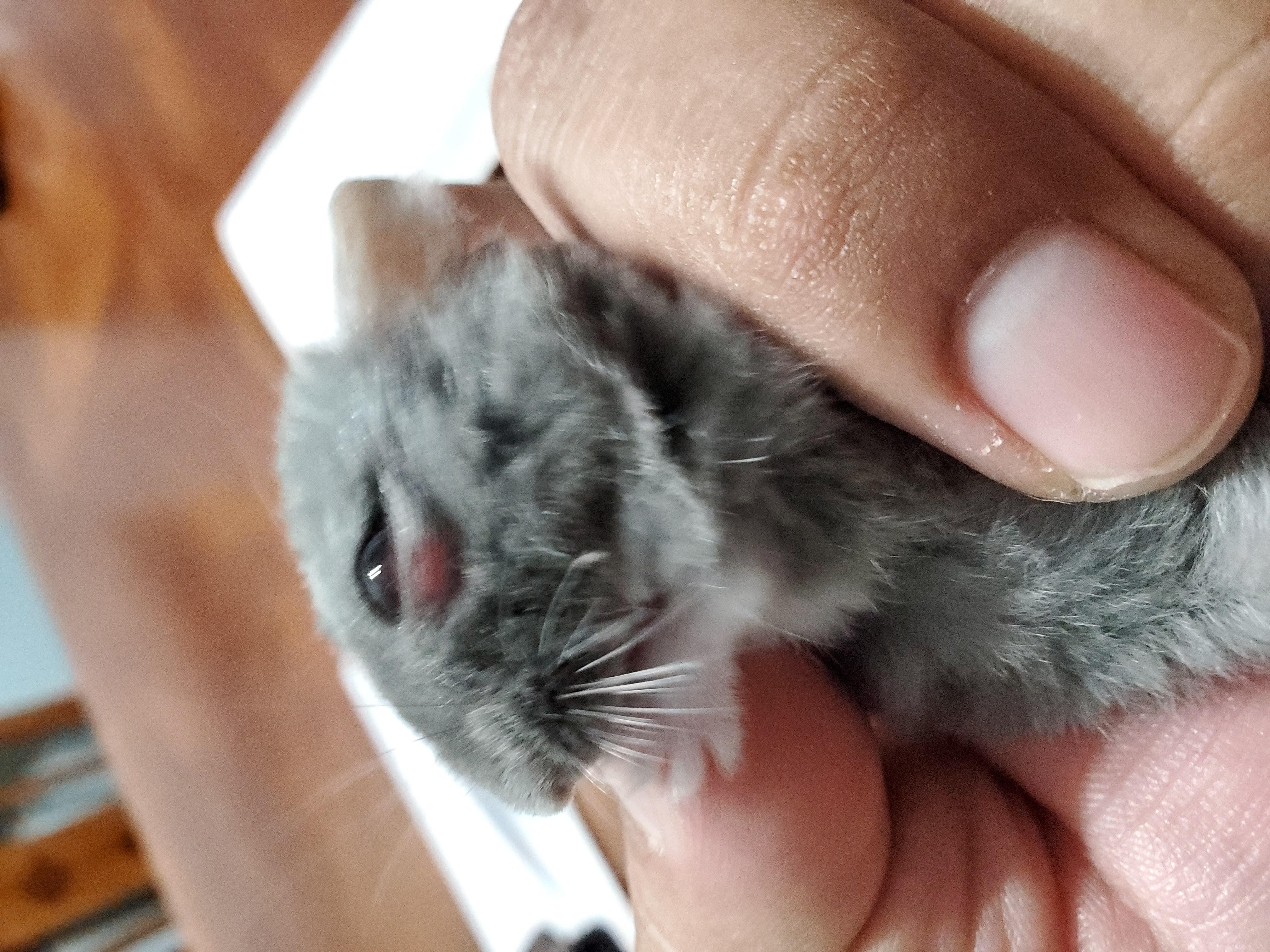 My Hamster's Eye Is Red: What Are The Causes & Treatments? | Petco